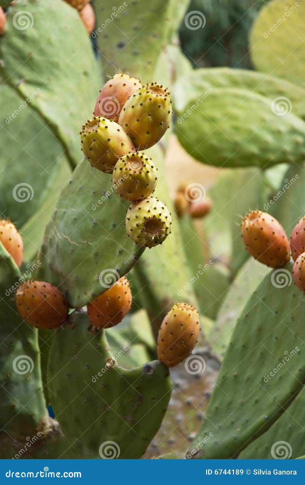 Indian figs stock image. Image of cactus, cacti, food - 6744189