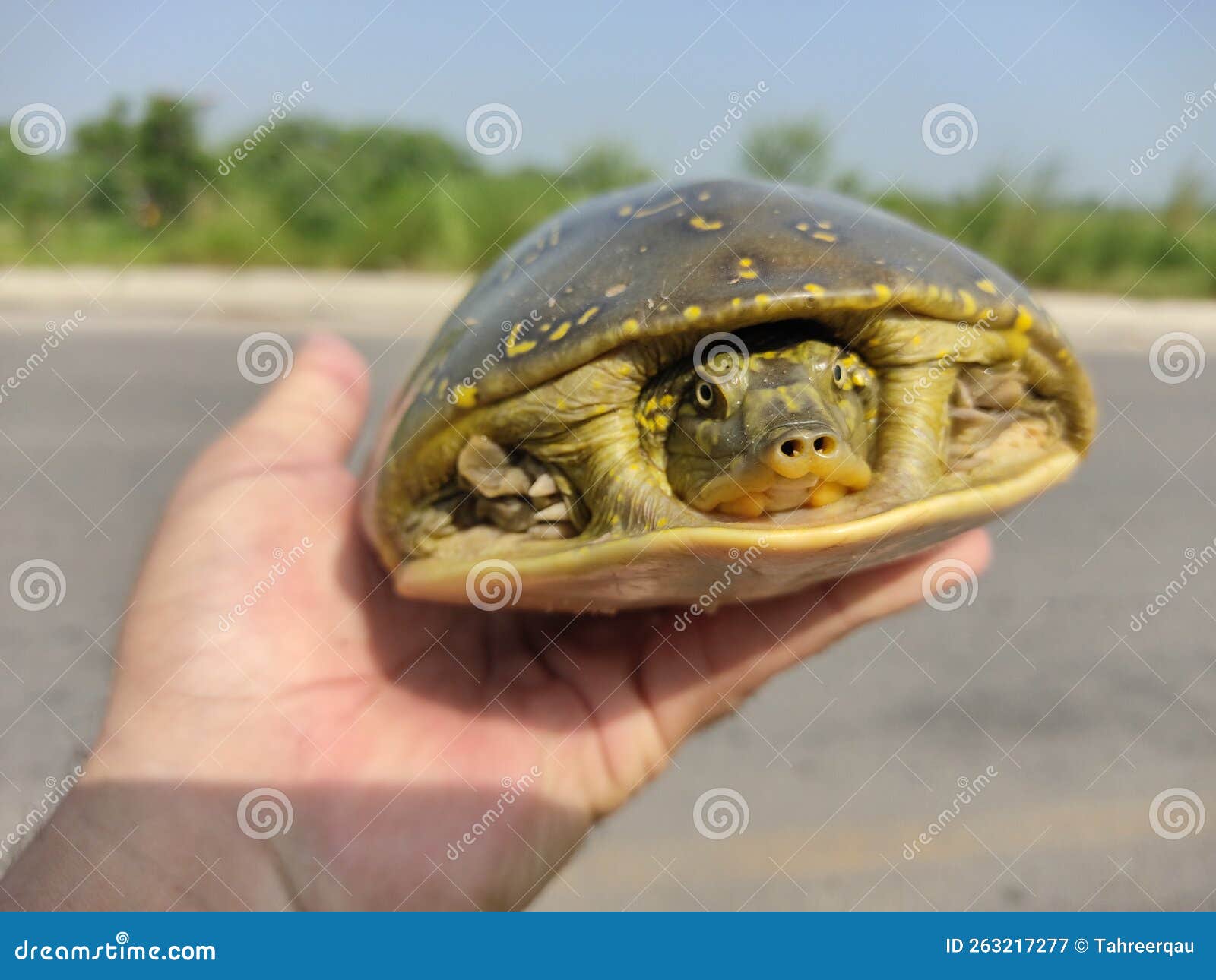 Indian Flapshell Turtle in Human Hand Stock Image - Image of turtle ...