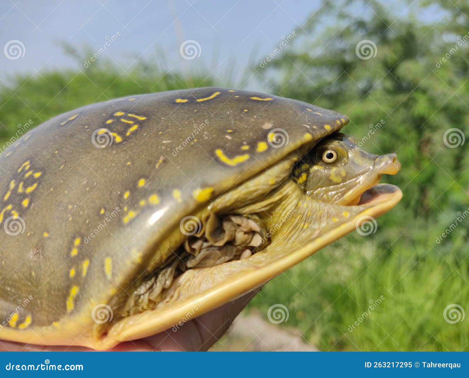 Indian Flapshell Turtle in Human Hand Stock Image - Image of seafood ...