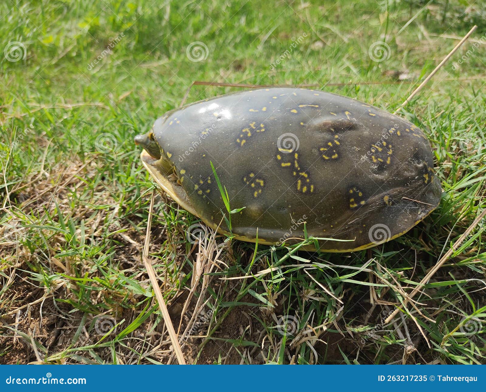 Indian Flapshell Turtle stock image. Image of mammal - 263217235