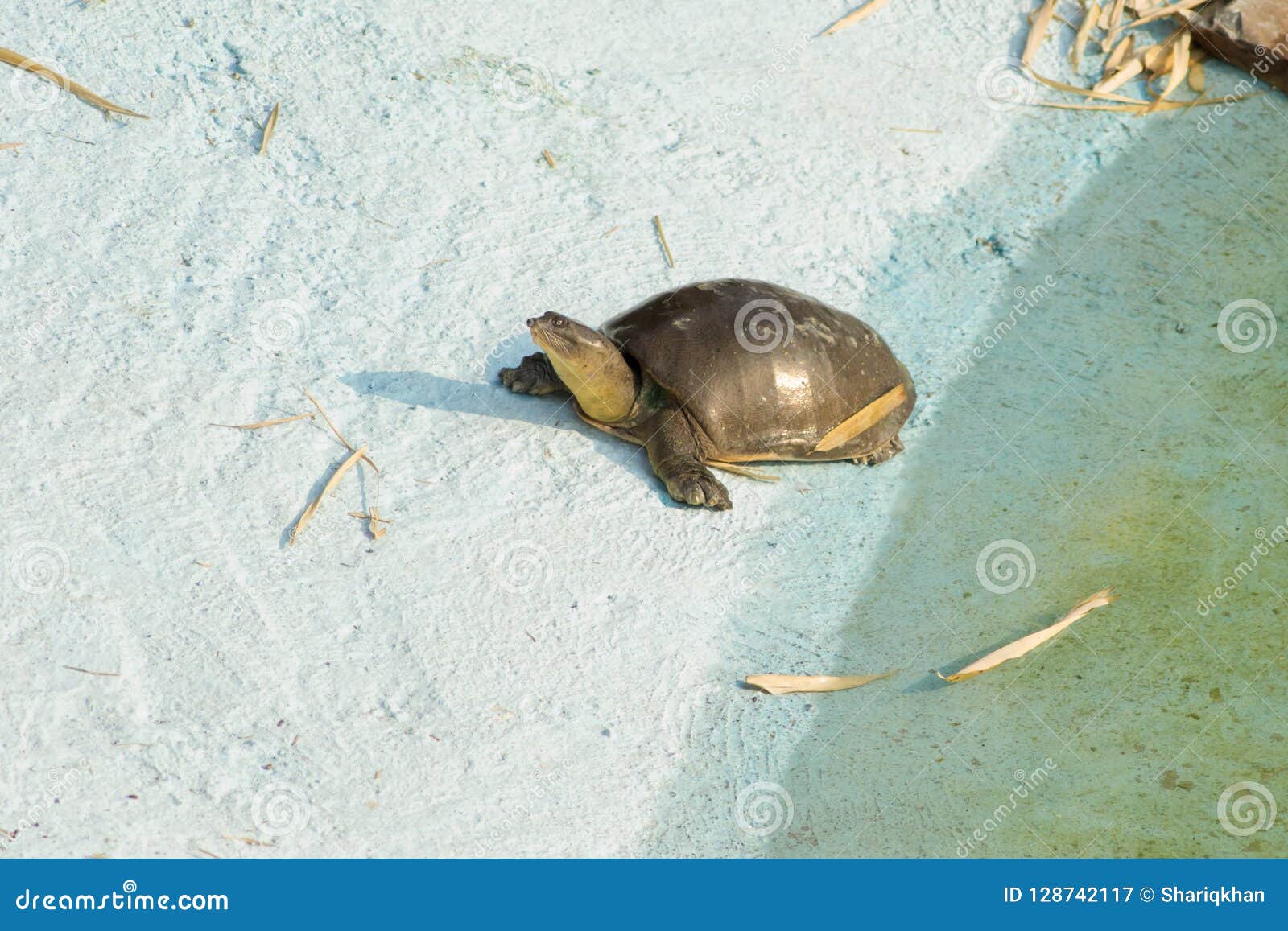 Indian flapshell turtle stock image. Image of indian - 128742117
