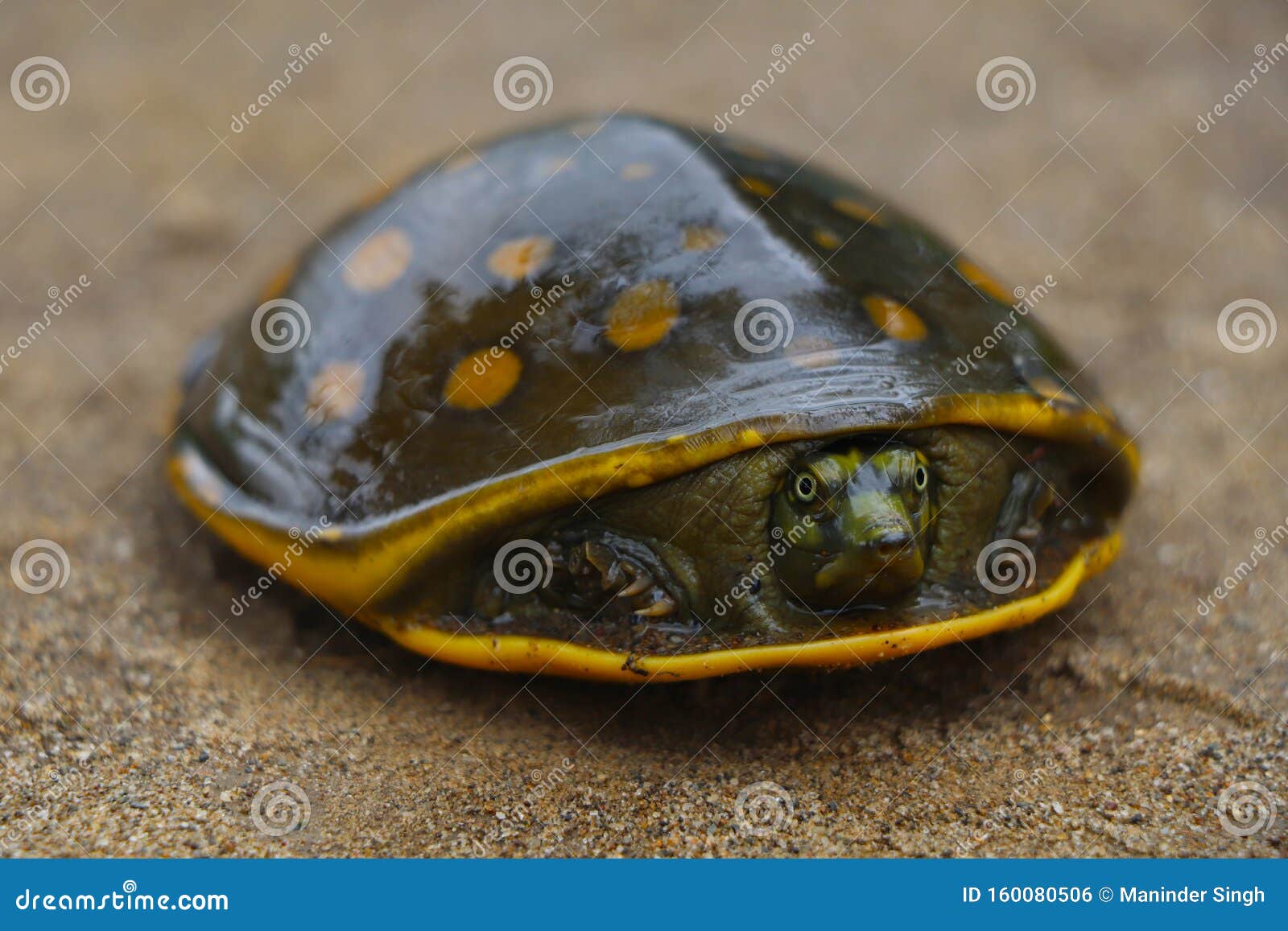 Turtle on the ground. stock photo. Image of branch, three - 160080506