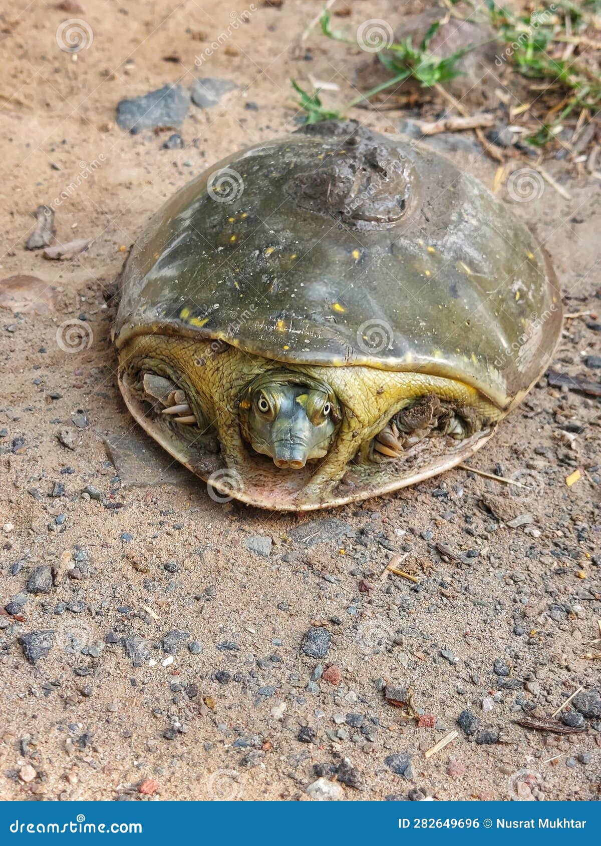 Indian Flapshell Turtle Walking in Roadside,the Indian Flapshell ...