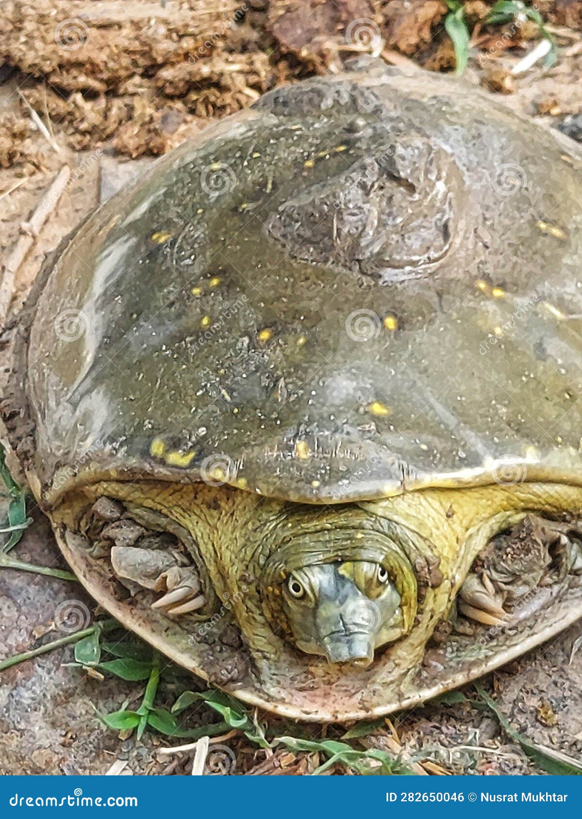Indian Flapshell Turtle Walking in Roadside,the Indian Flapshell ...