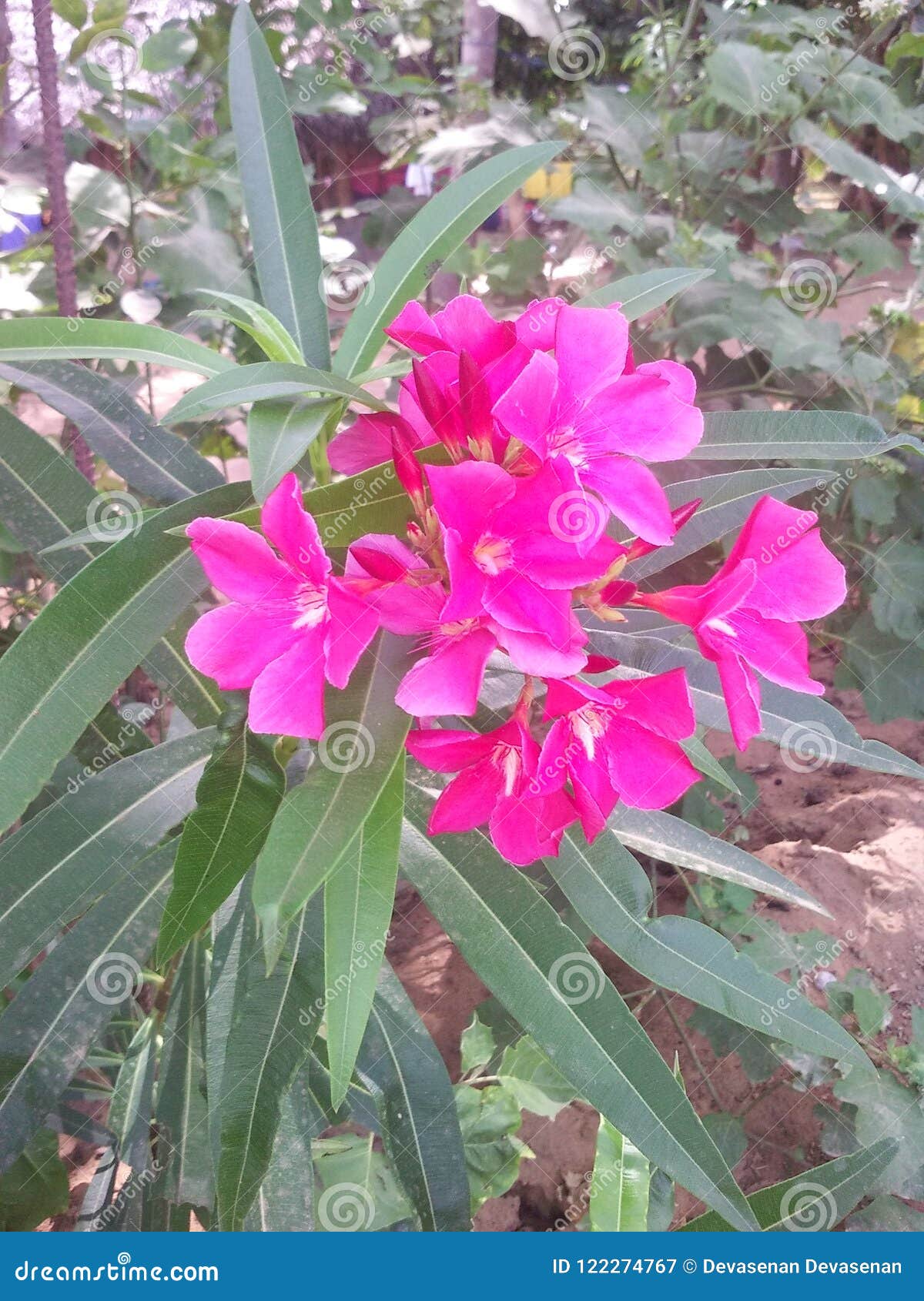 Indian flower stock image. Image of flowers, india, indian - 122274767