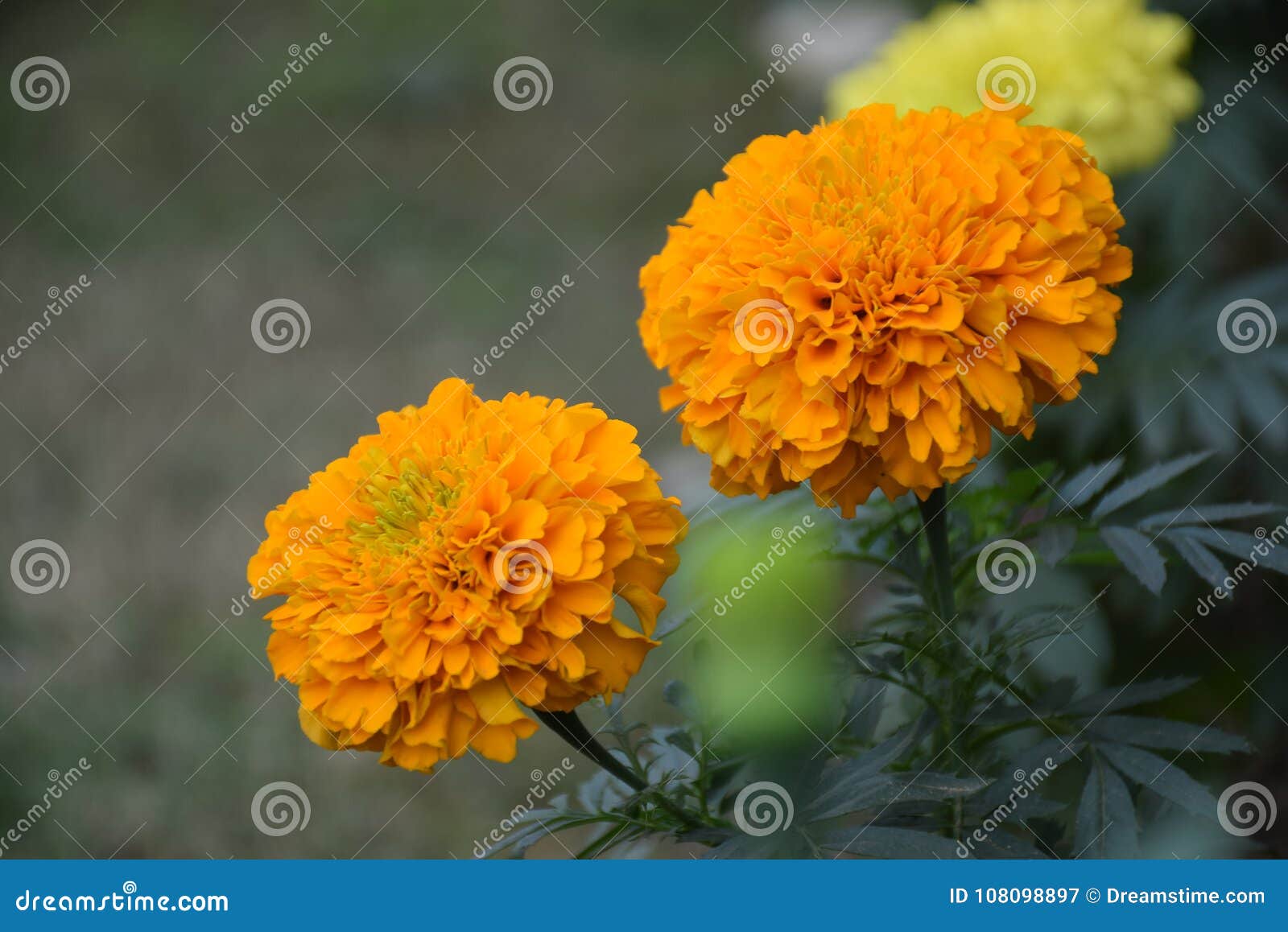 Gendu Phula Stock Photos - Free & Royalty-Free Stock Photos from Dreamstime