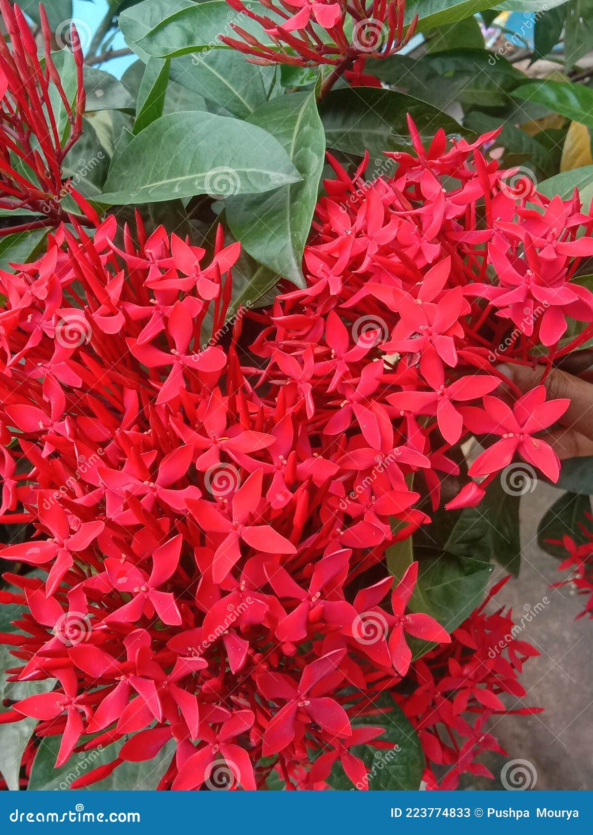 Indian Flower Unique Clour Stock Photo | CartoonDealer.com #170070846