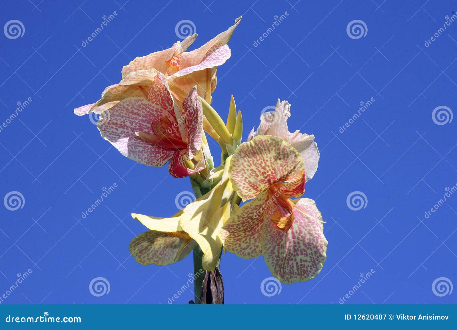 Indian flower kan stock image. Image of bouquet, plant - 12620407
