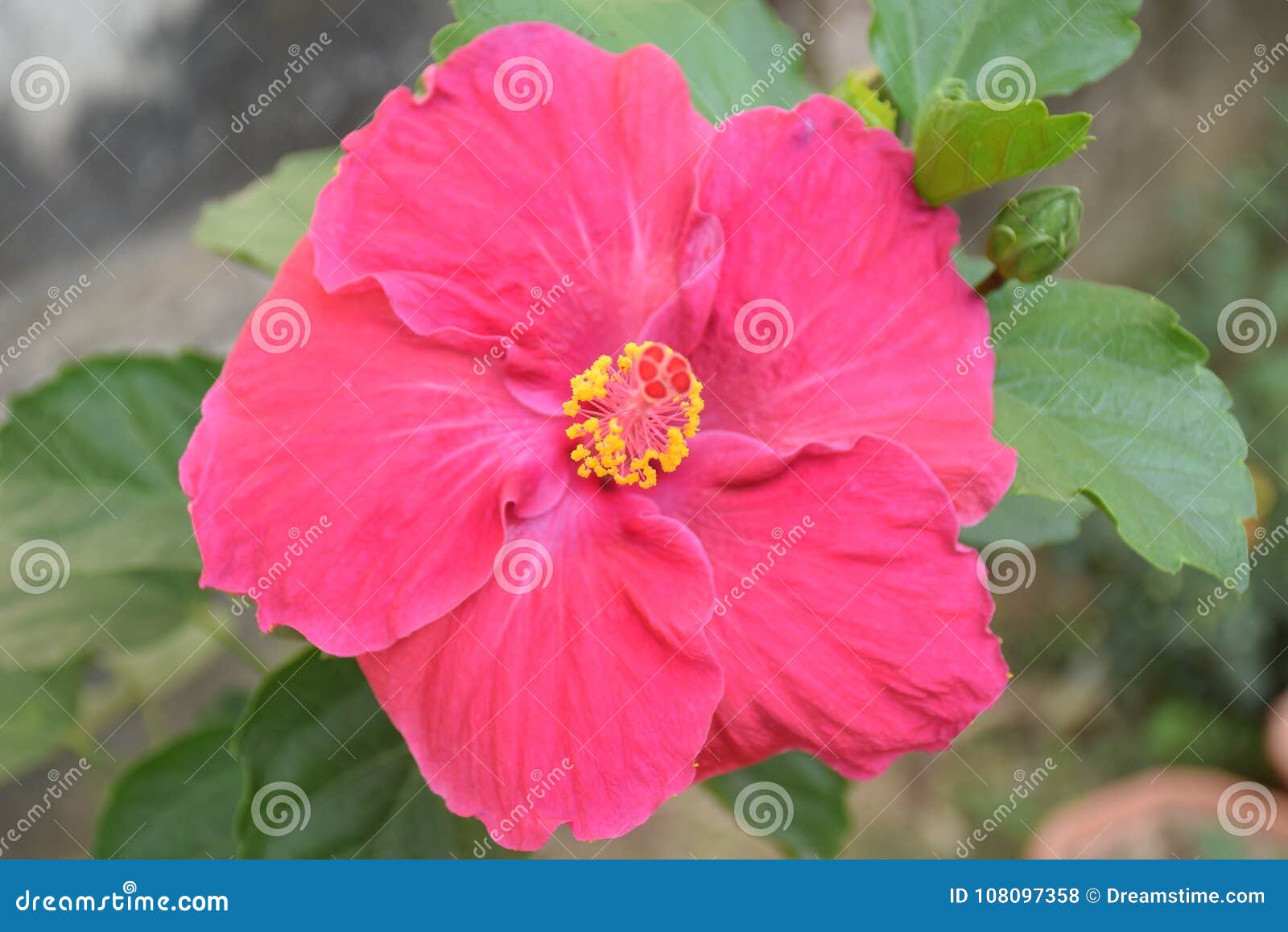 Indian Flower Unique Clour Stock Photo | CartoonDealer.com #170070846