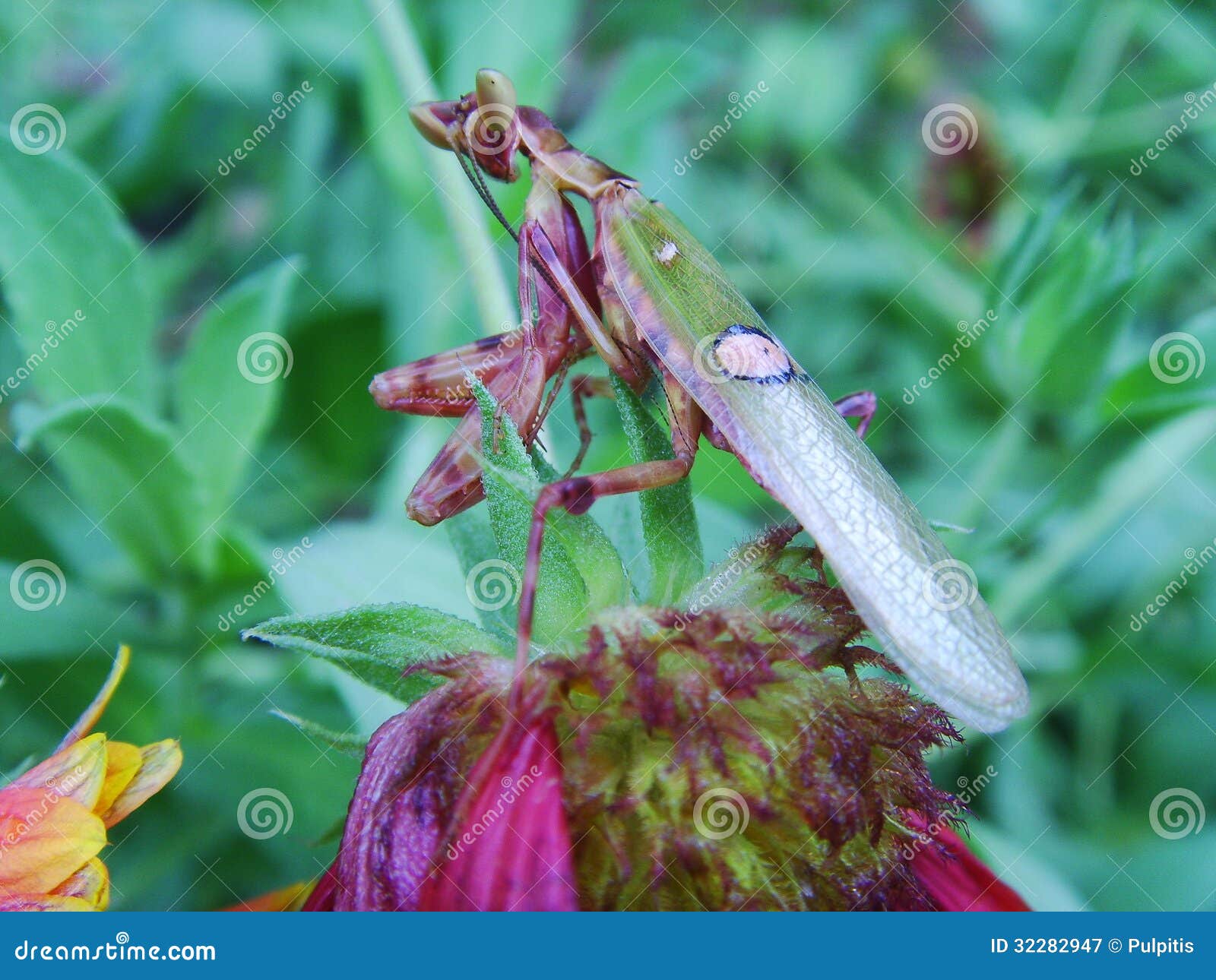 Indian flower mantis stock image. Image of creature, branch - 32282947