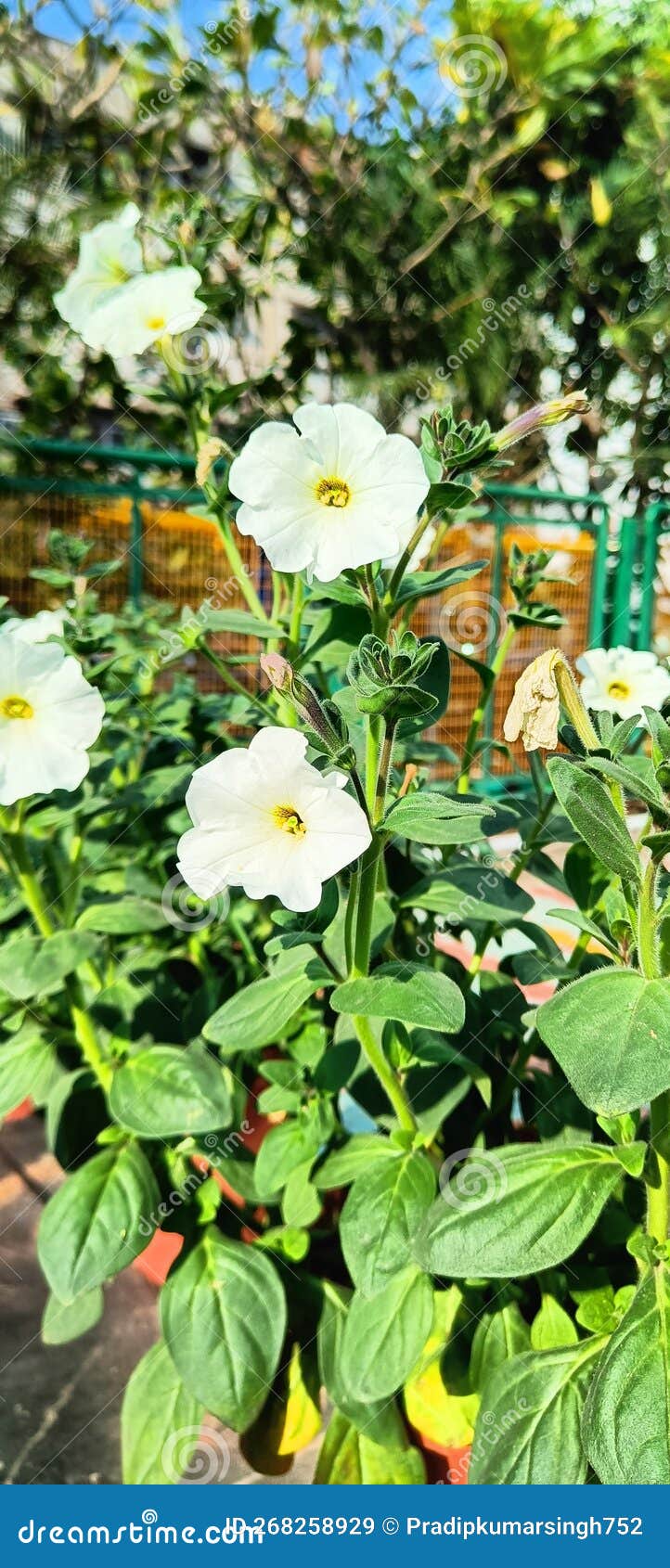 Indian flower nu stock image. Image of beautiful, petal - 268258929