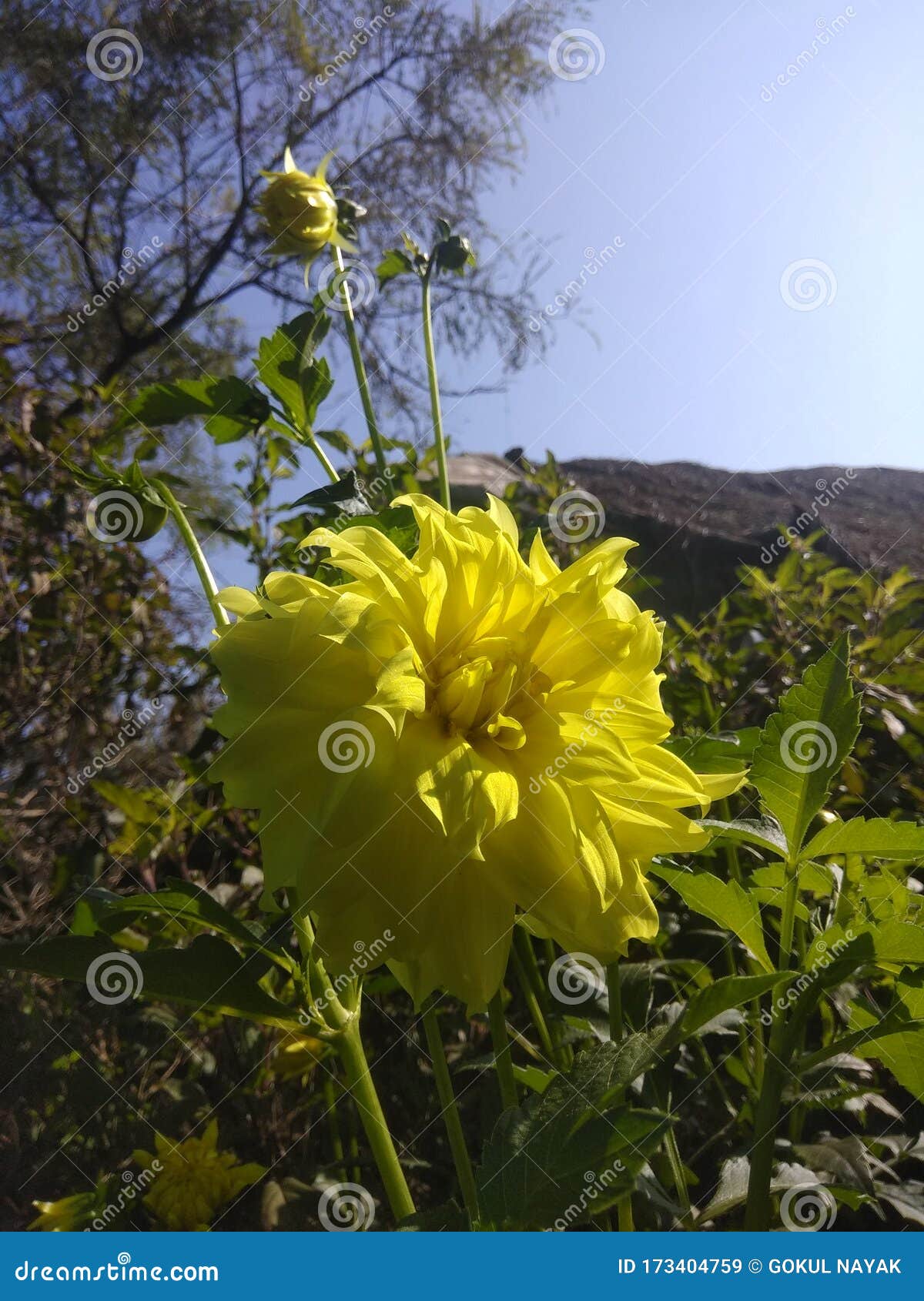 It is a Indian Flower Plant Which is Called the Indian Name is Dalia ...