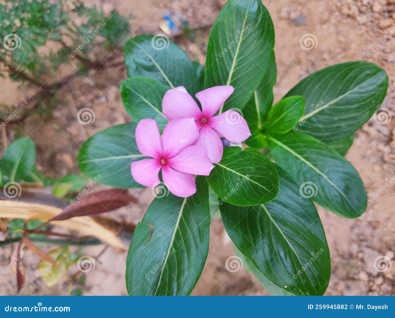 Indian Flower of Sadabahar Image Stock Photo - Image of blossom, nature ...