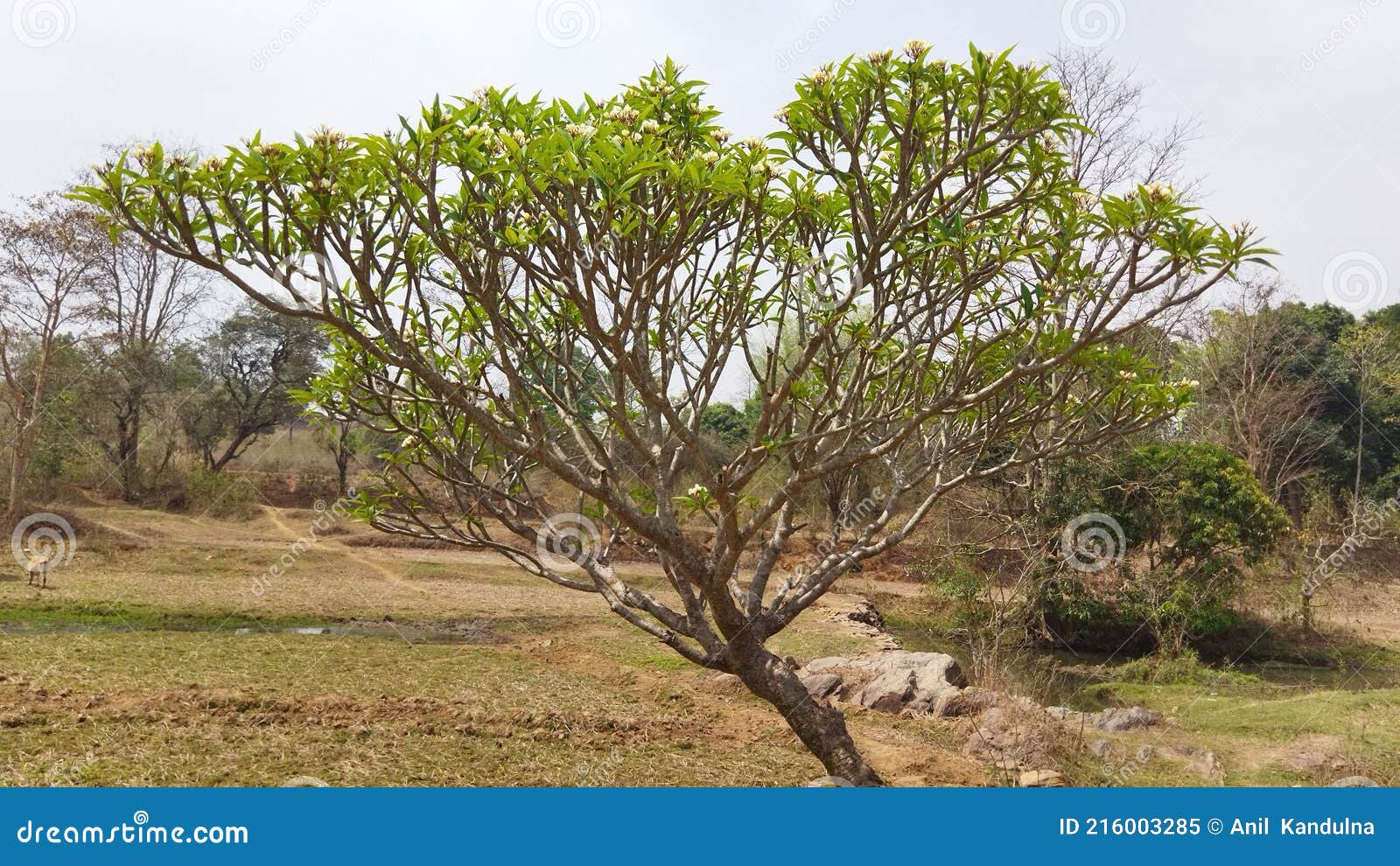 Indian flower tree stock image. Image of vegetation - 216003285
