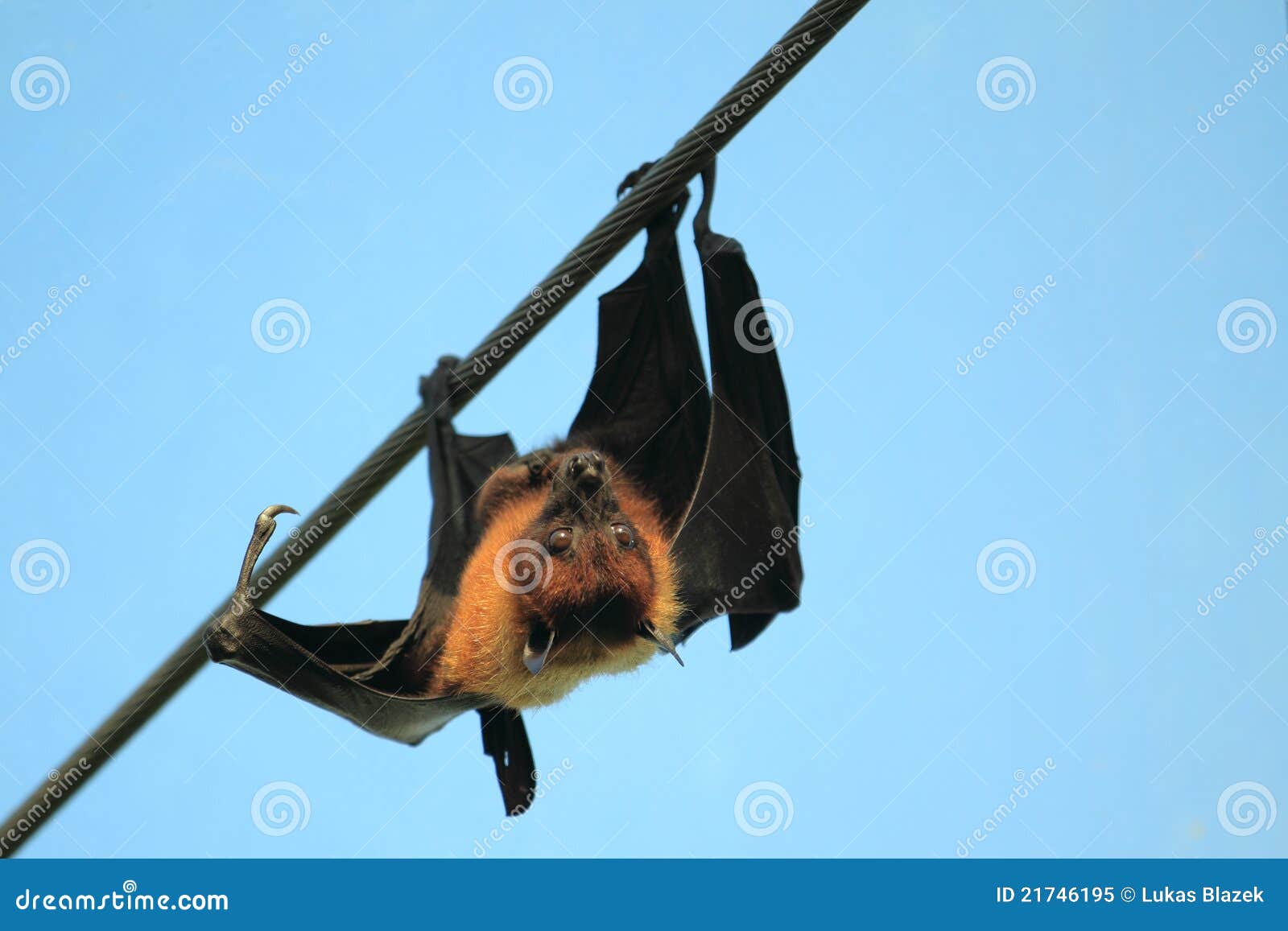 Indian flying fox stock image. Image of animal, greater - 21746195