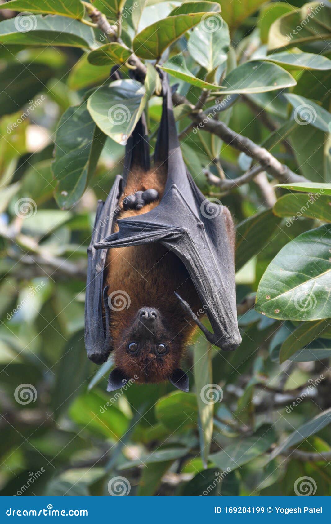 Indian Flying Fox or Fruit Bat Stock Image - Image of wildlife, flying ...
