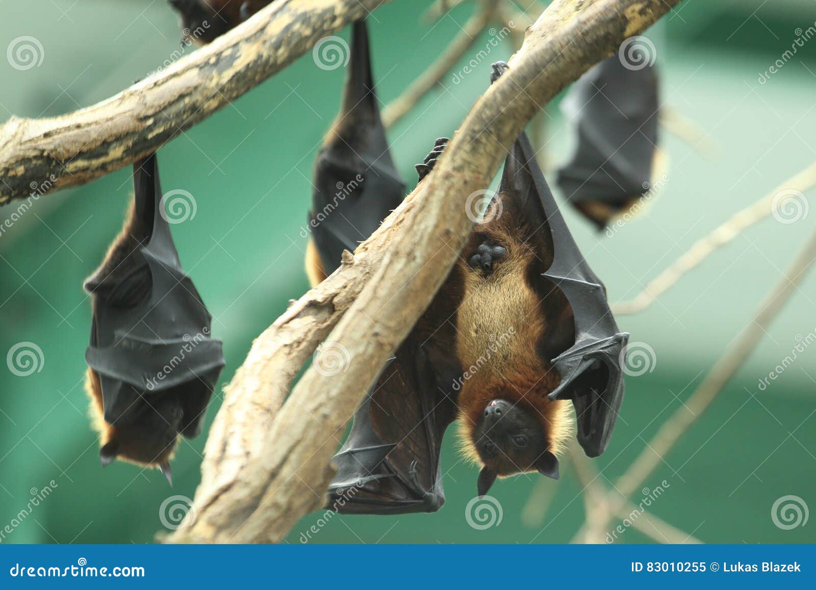 Indian flying fox stock image. Image of megabat, branch - 83010255