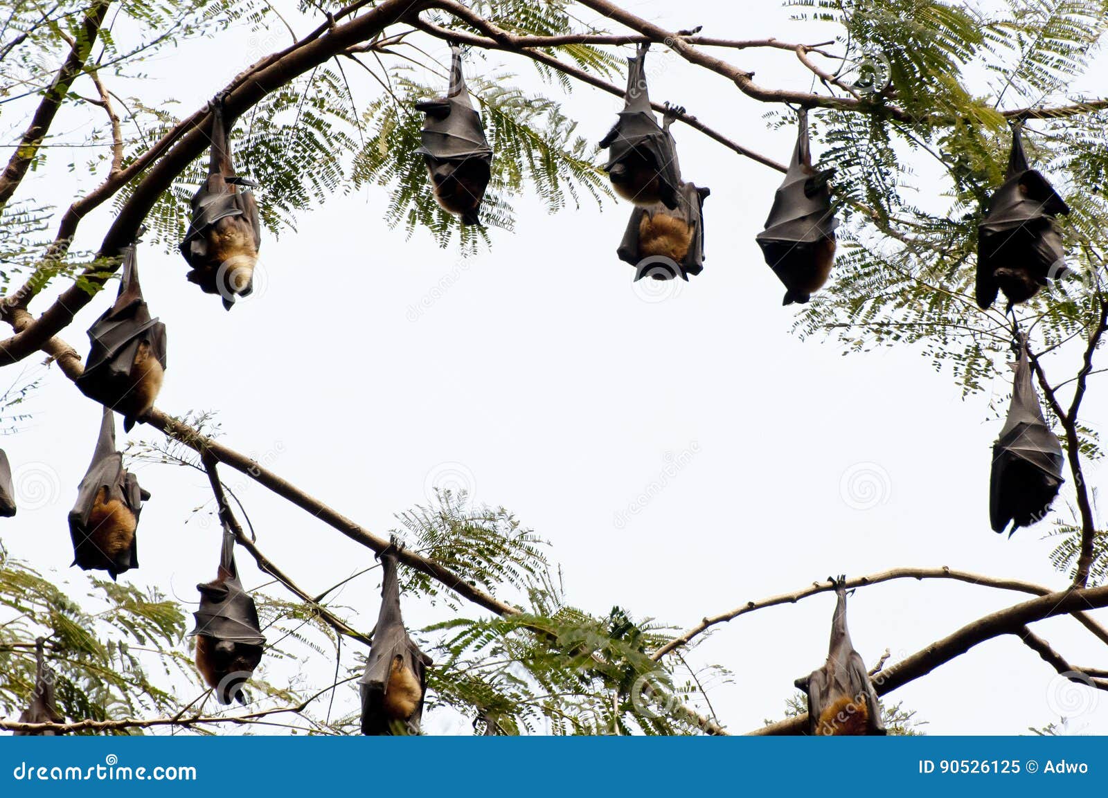 Indian Flying Foxes - Sri Lanka Stock Image - Image of wilderness ...