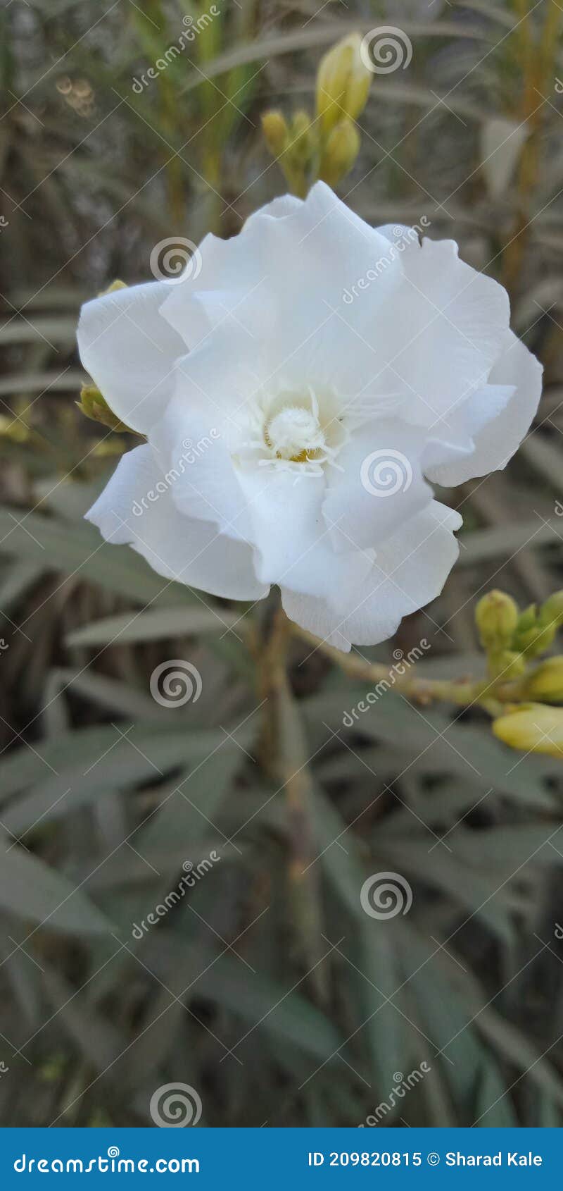 Indian follower home stock image. Image of flow, flowers - 209820815