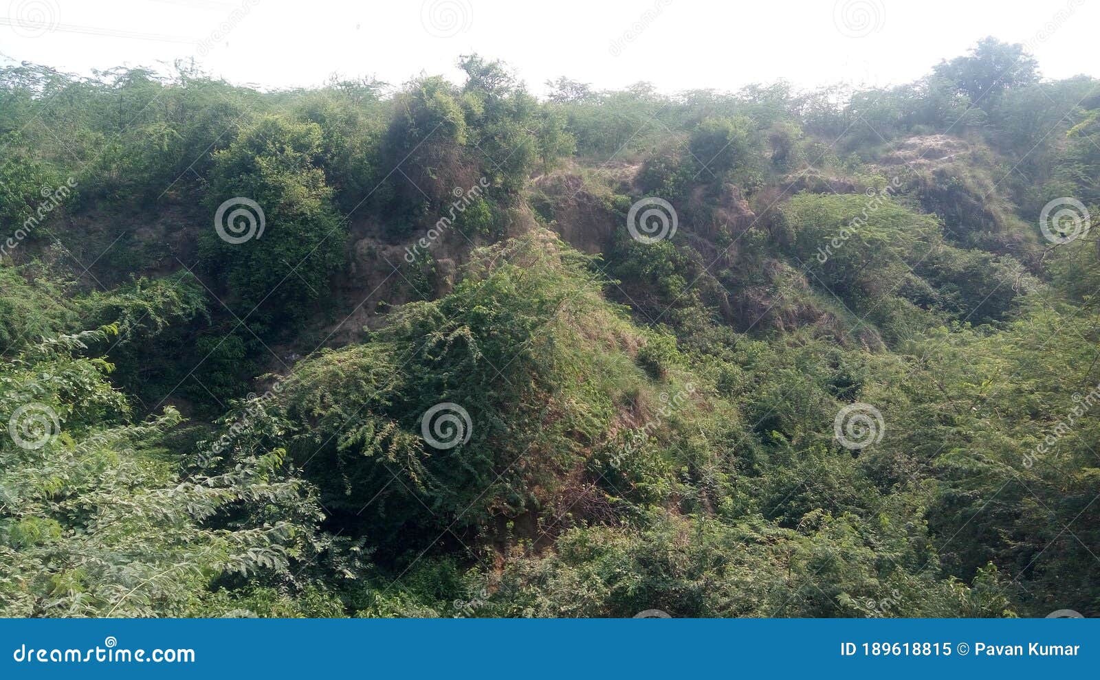This is the Indian Forest . Stock Image - Image of indian, amazing ...
