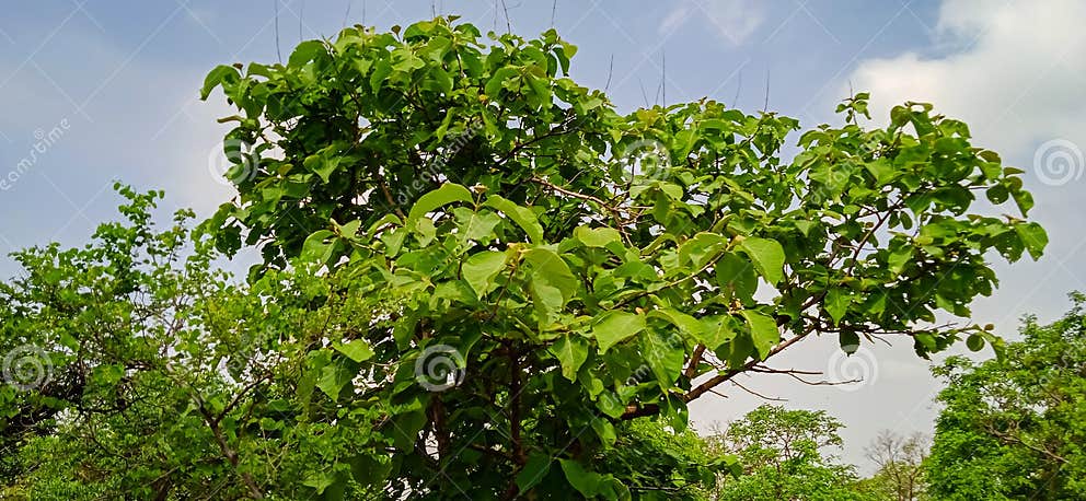 Indian Forest Broad Leaved Tree With Cloudy Sky In The Background Stock