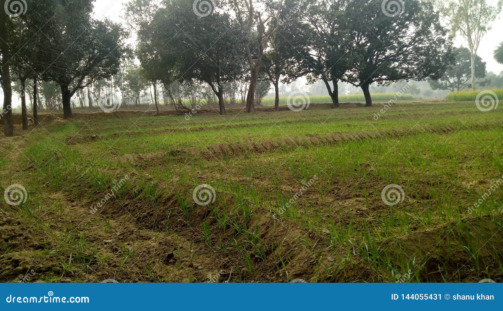Indian forest. stock image. Image of indian, green, forest - 144055431