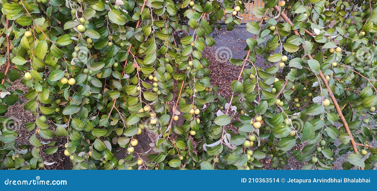 Indian Forest Sidr Tree stock photo. Image of wildflower - 210363514