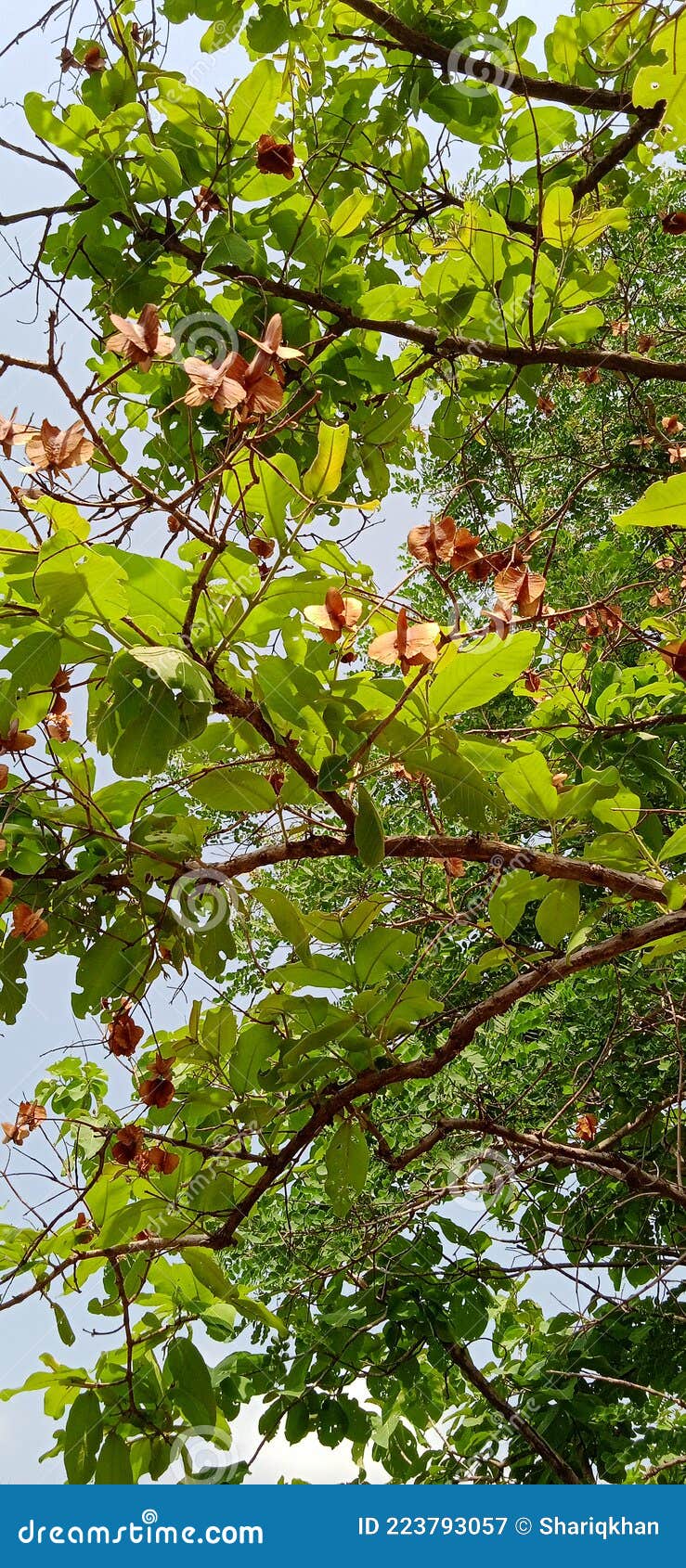 Indian Forest Tree with Seed Pods Stock Image - Image of seed, natural ...