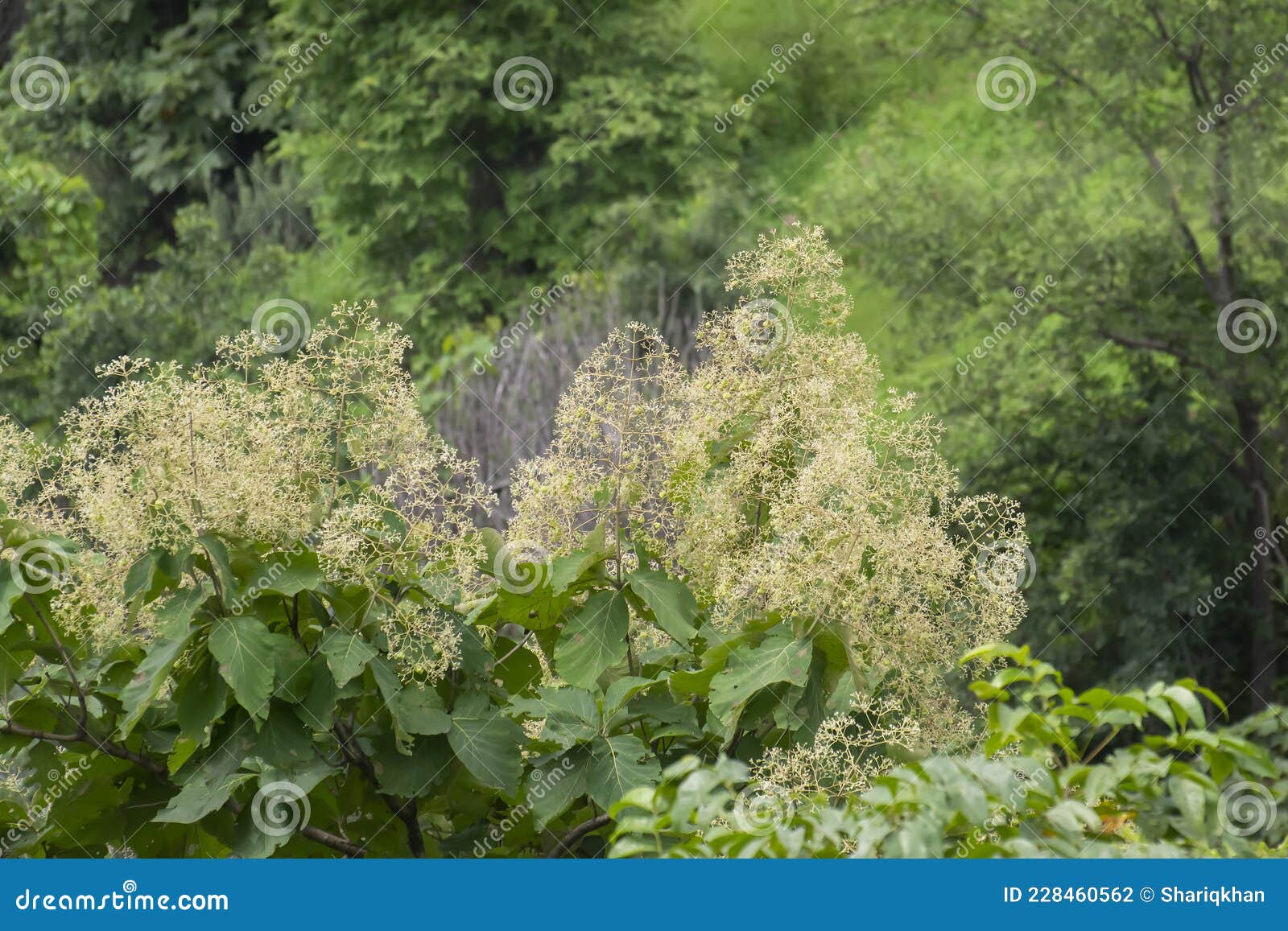 Indian Forest Tree Teak Tectona Grandis Flowers and Other Trees Stock ... Indian Forest Tree Teak Tectona Grandis Flowers and Other Trees Stock ...