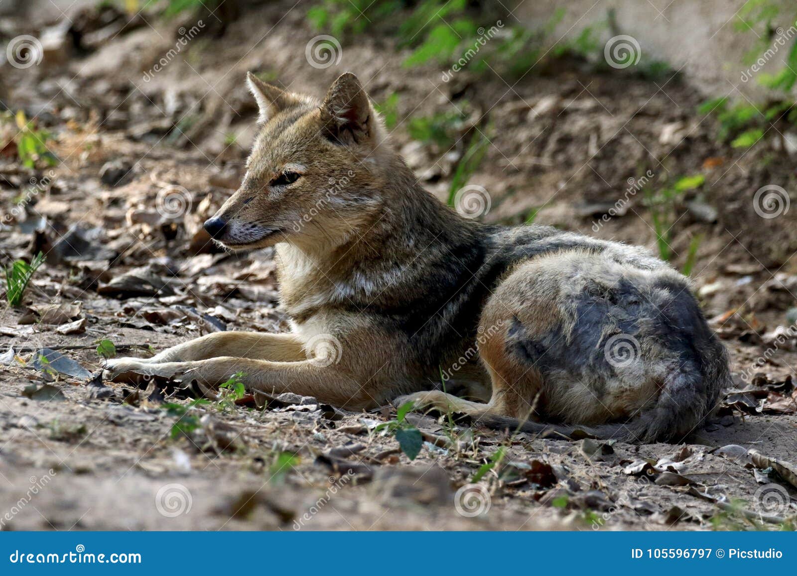 Indian fox stock image. Image of wildlife, shot, beautiful - 105596797