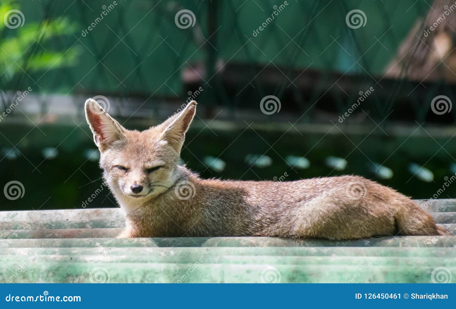 Fox in Sun stock image. Image of vulpes, hairs, fast - 126450461