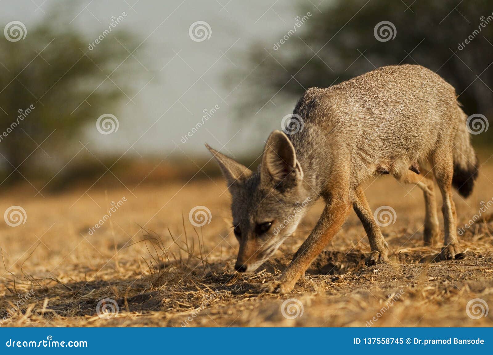 Indian fox stock image. Image of forest, indian, carnivor - 137558745