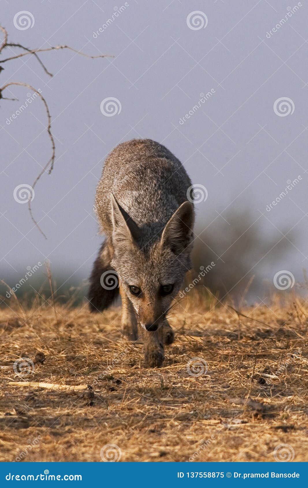 Indian fox stock image. Image of canine, sunset, indian - 137558875