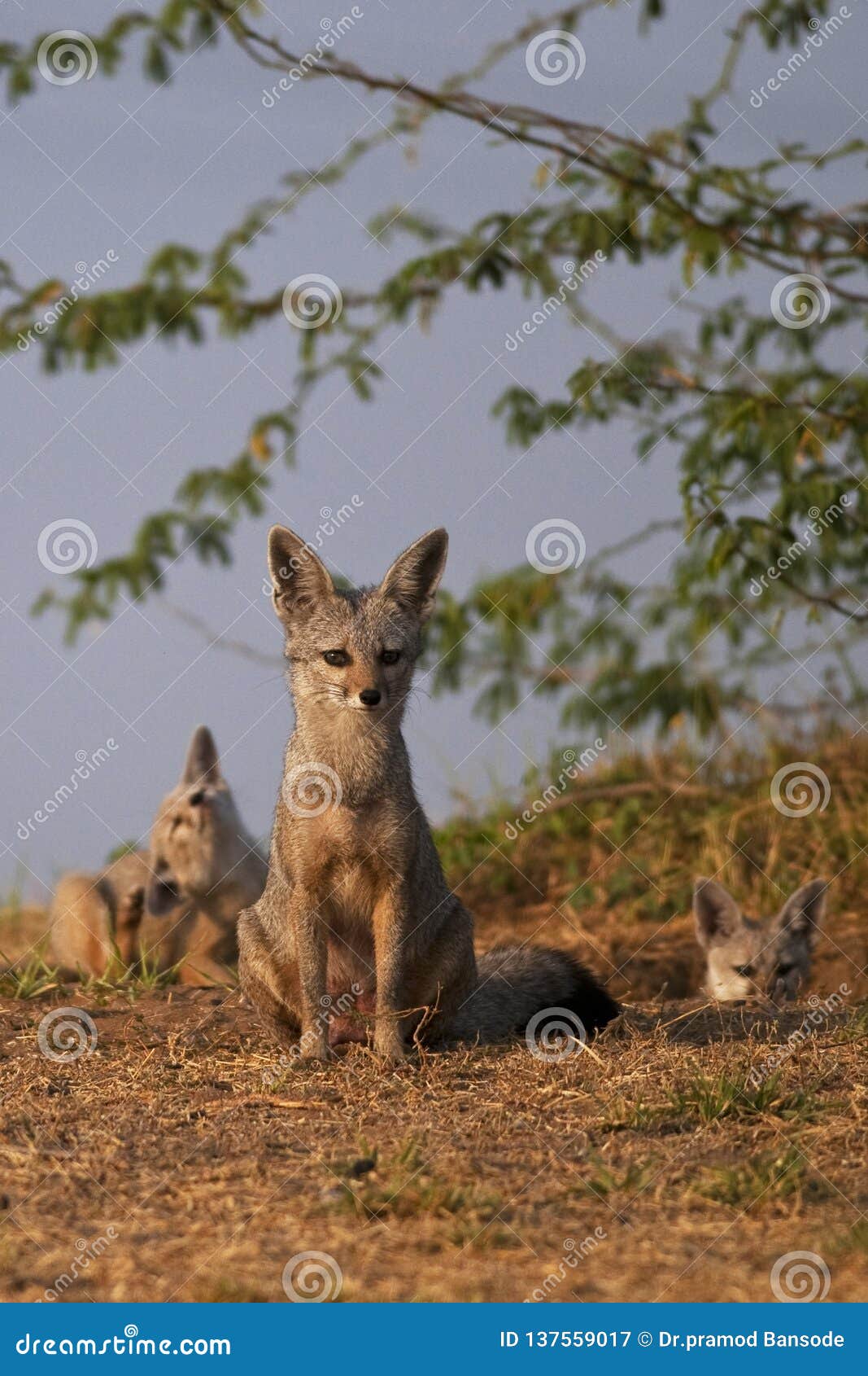 Indian fox stock image. Image of ground, indian, grassland - 137559017
