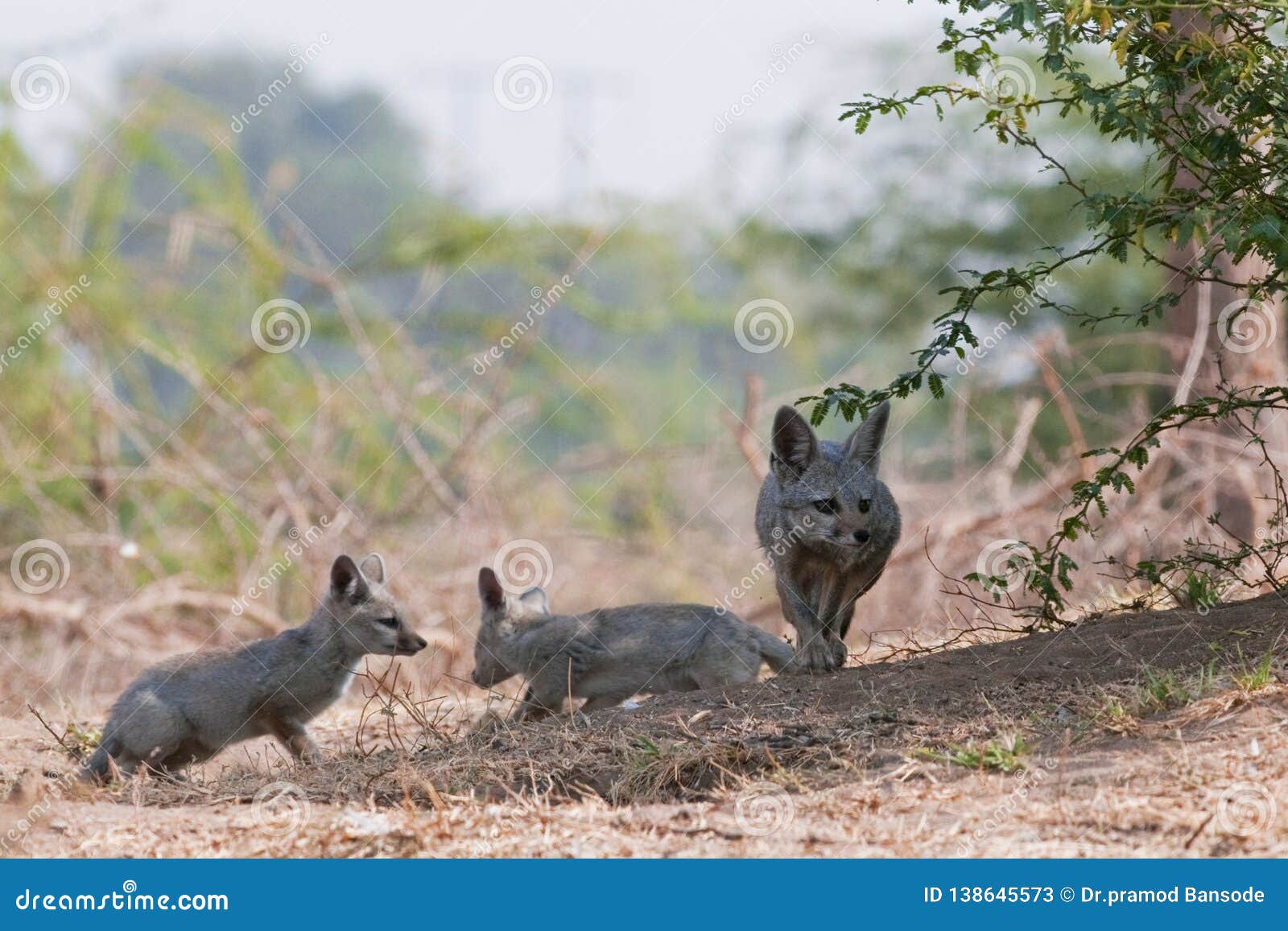 Indian fox stock image. Image of pups, feeding, twilight - 138645573