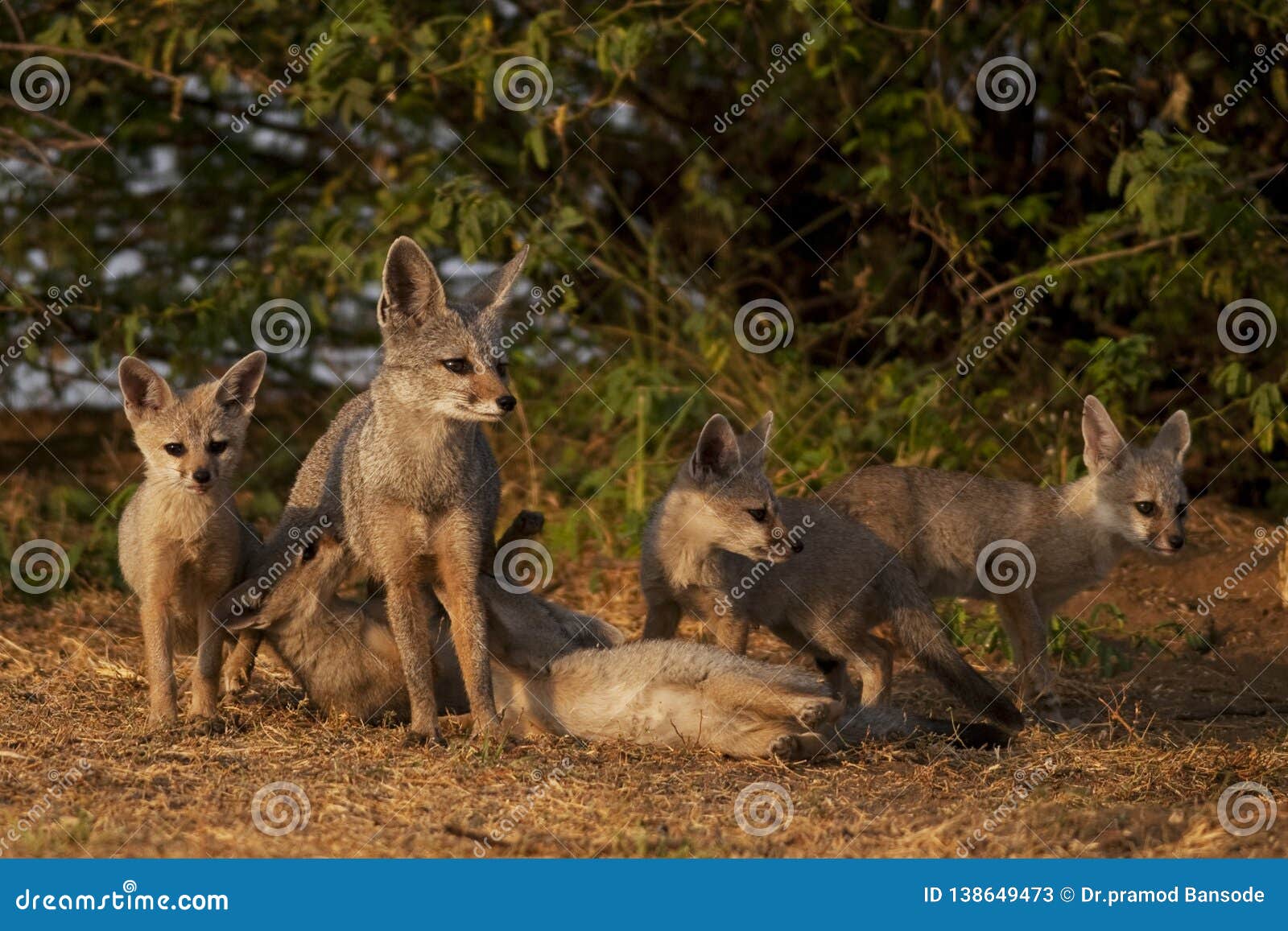 Indian fox stock image. Image of pups, ground, grassland - 138649473