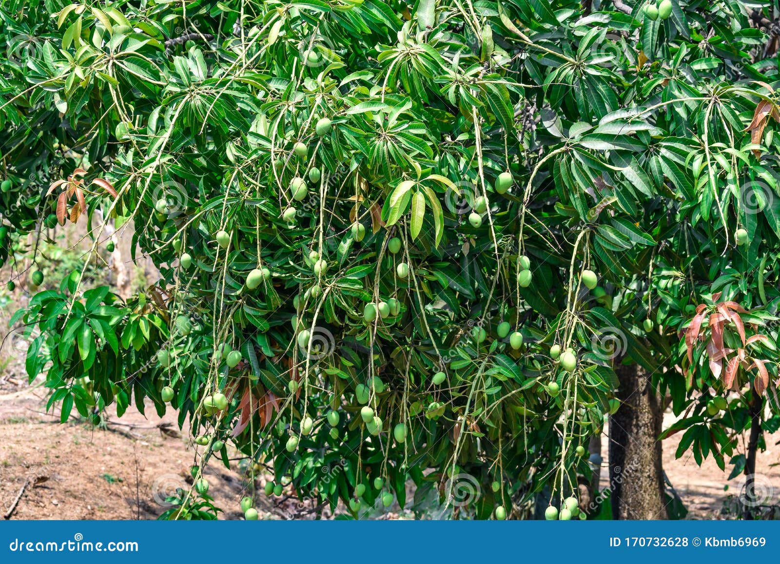 Fresh Green Mango Hanging on Branches, Fruit is Growing on a Mango Tree ...