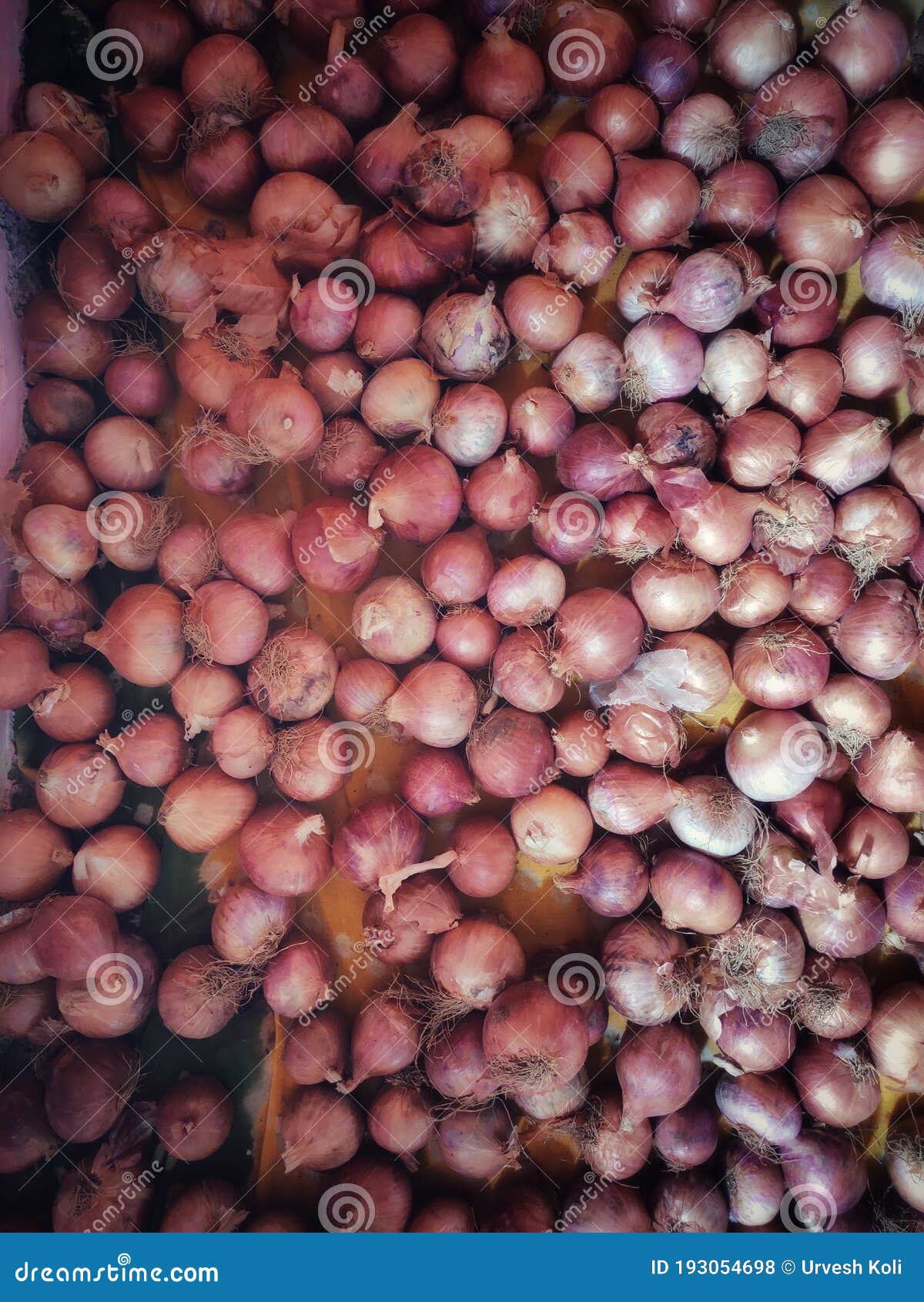 Indian Fresh Red Indian Onions, Pyaz Stock Photo - Image of flower ...