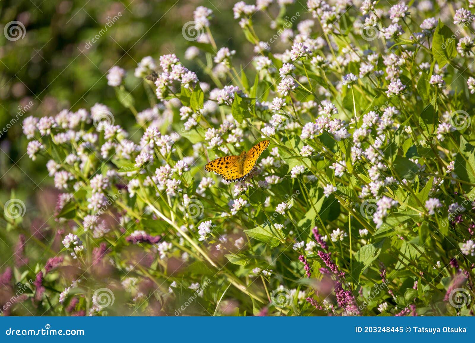 Water-pepper, Water Pepper Or Marsh Pepper Knotweed Persicaria ...