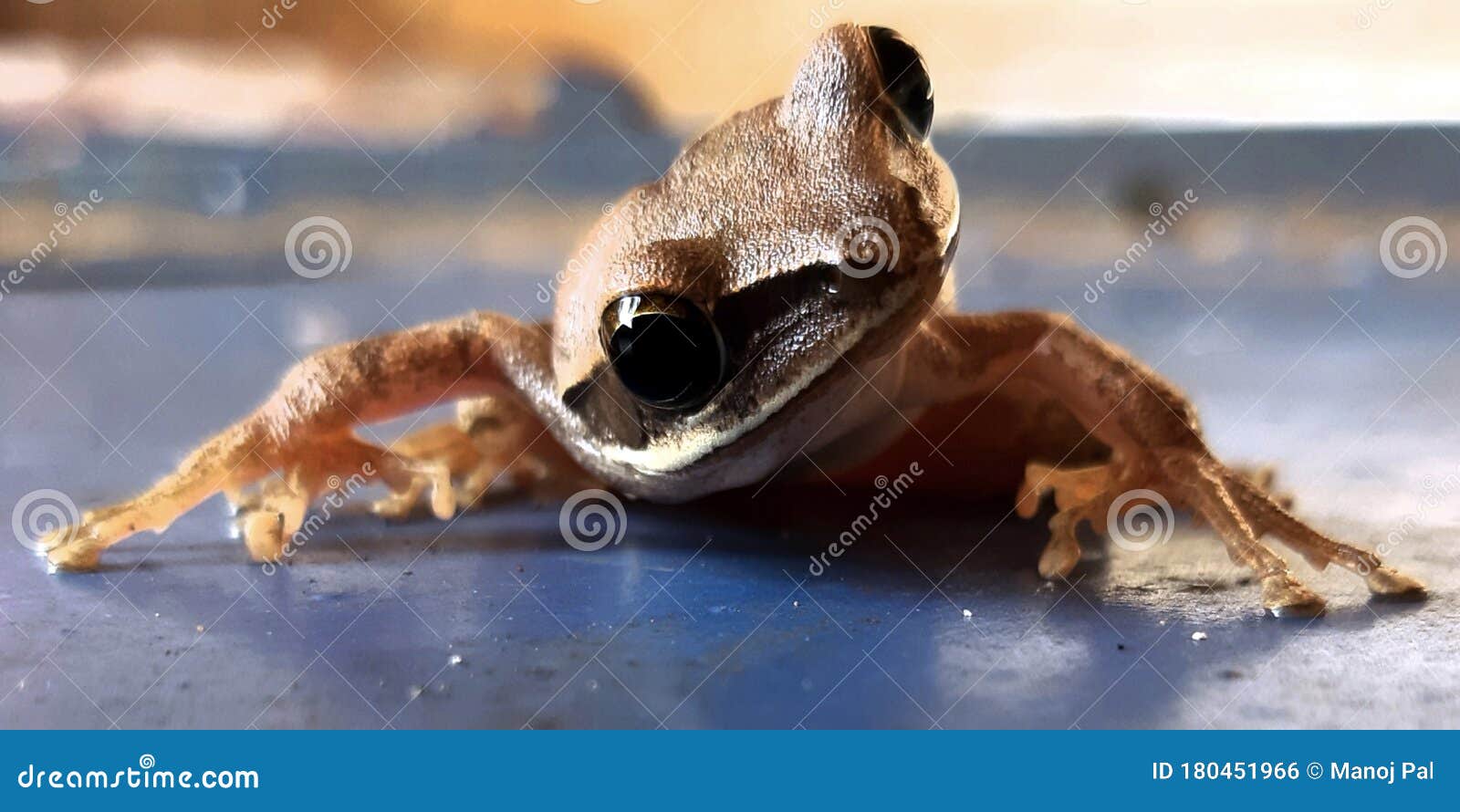 INDIAN FROG FRONT VIEW. stock photo. Image of pond, eyes - 180451966