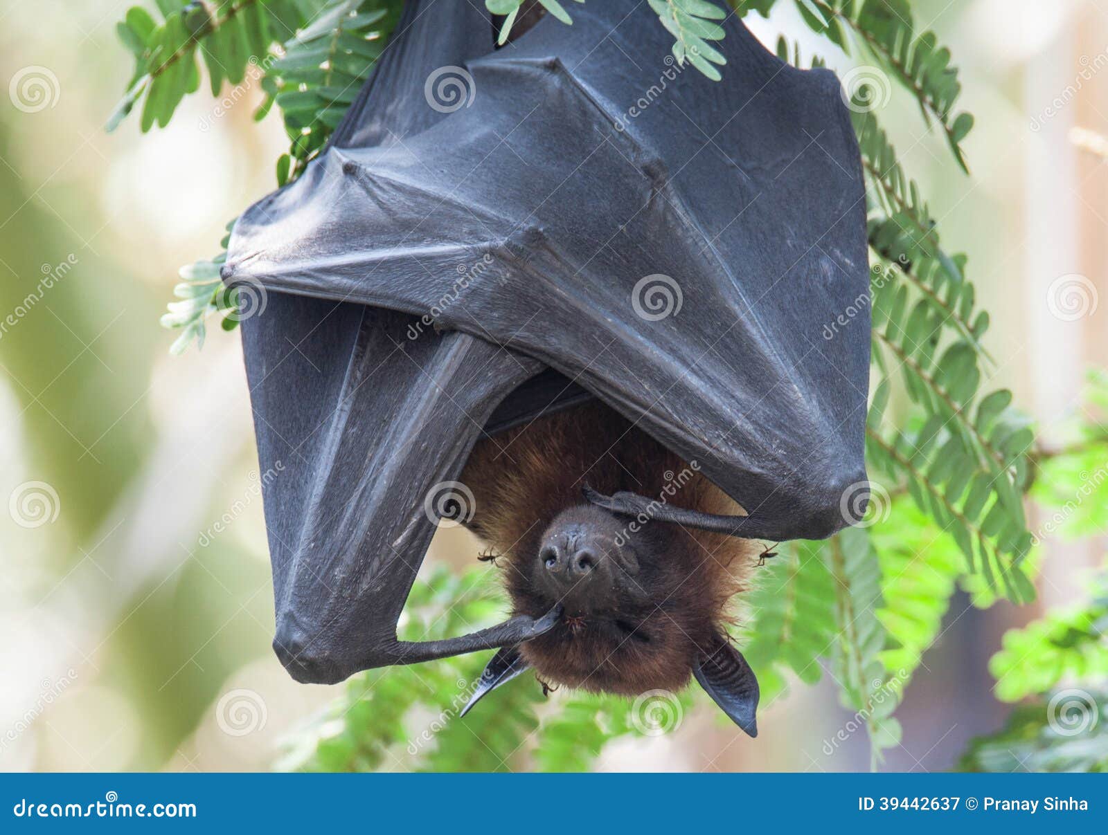 Indian Fruit Bat sleeping stock image. Image of wildlife - 39442637