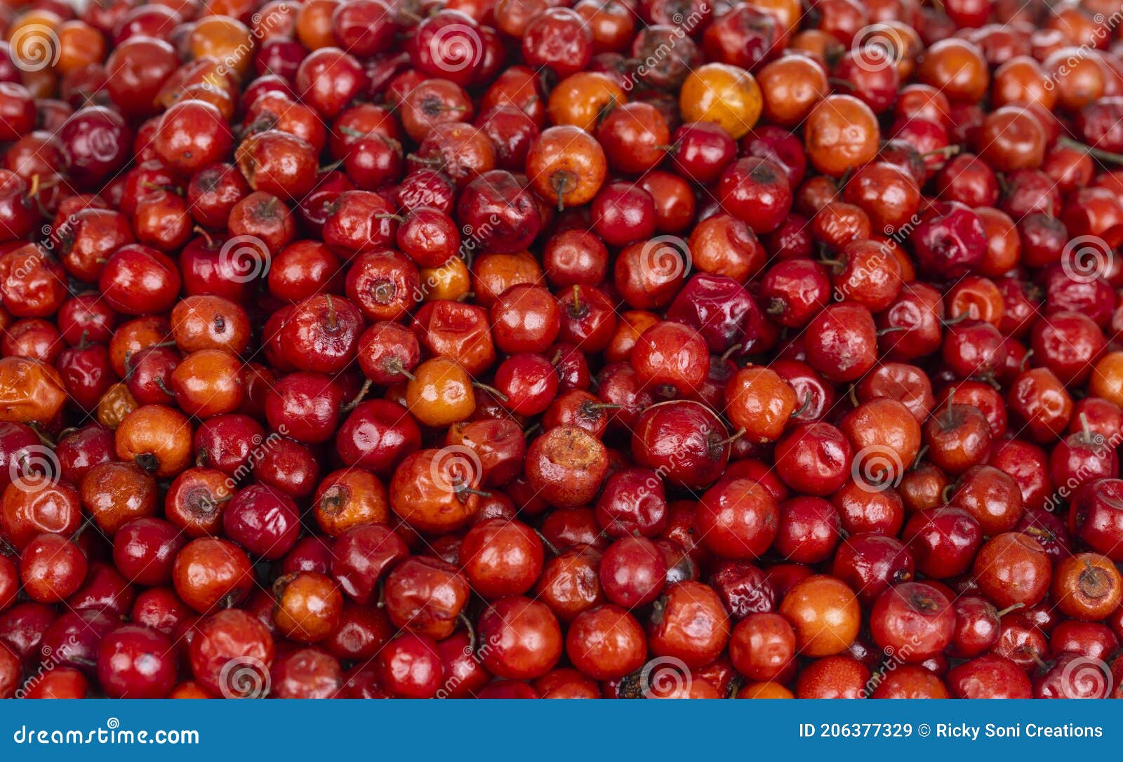Indian Fruit Red Berry stock image. Image of garden - 206377329