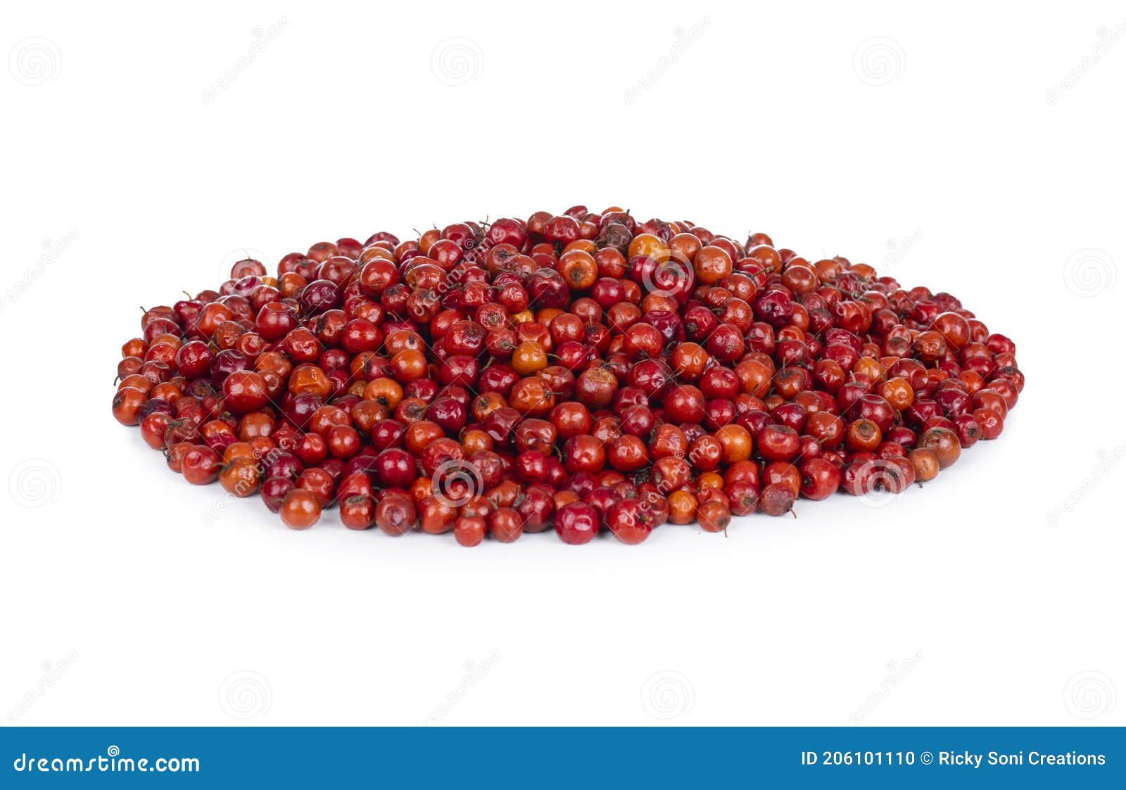 Indian Fruit Red Berry on White Background Stock Photo - Image of fall ...