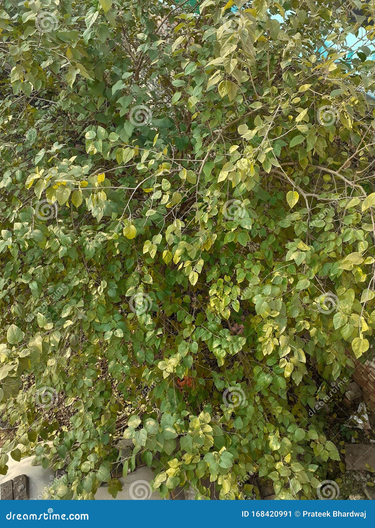 Indian Fruit Green Fragrant Manjack Or Snotty Gobbles Also Known As ...