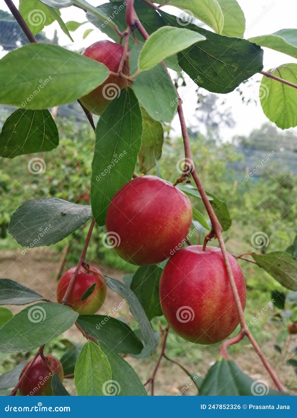 Indian Fruit tree stock photo. Image of tree20, 202022 - 247852326