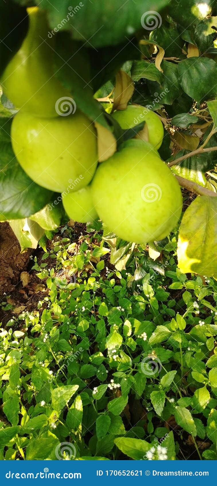 Indian frut apple bor stock image. Image of indian, frut - 170652621