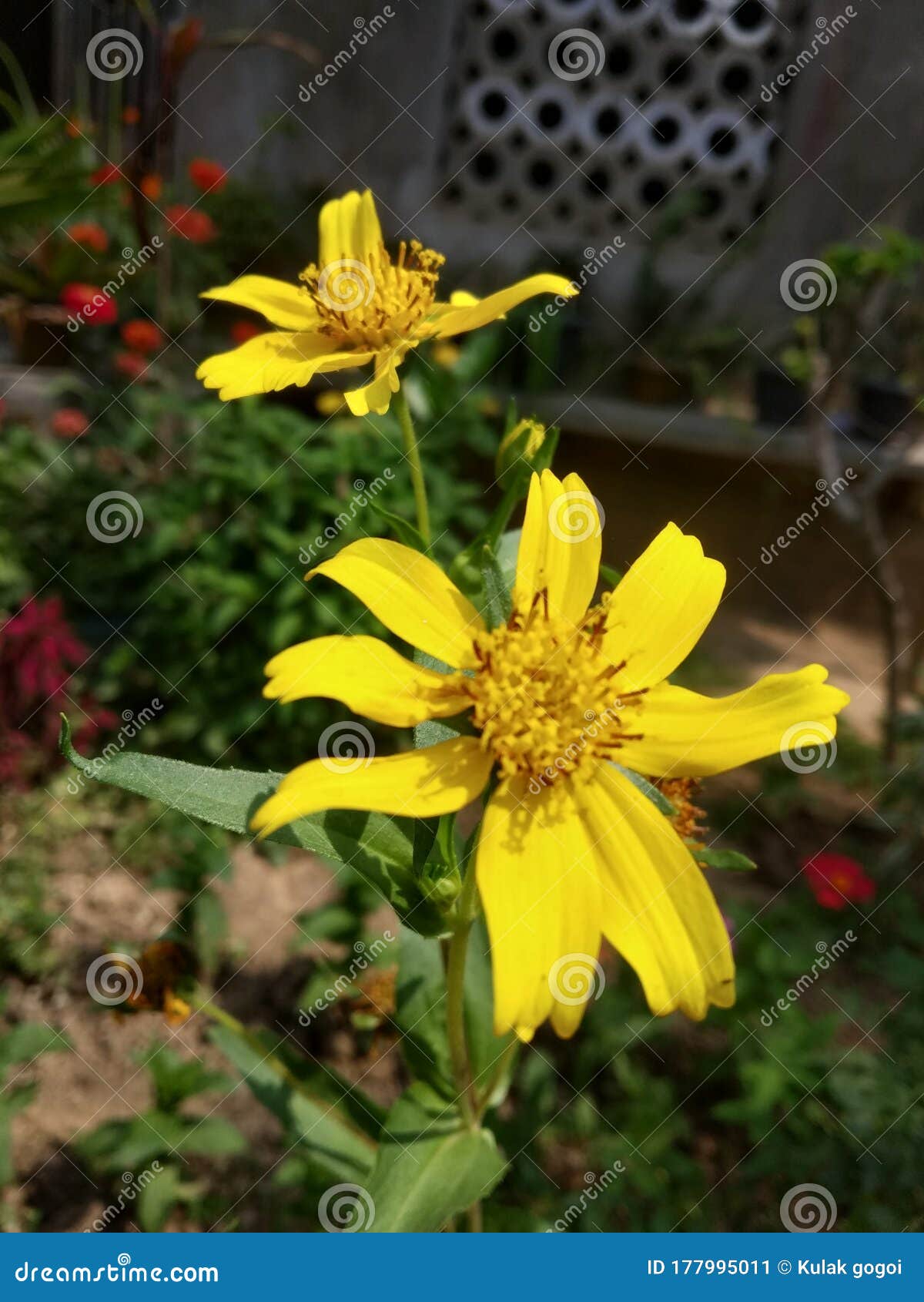 Indian Fulwar Real in Assam Biutyphul Stock Image - Image of real ...