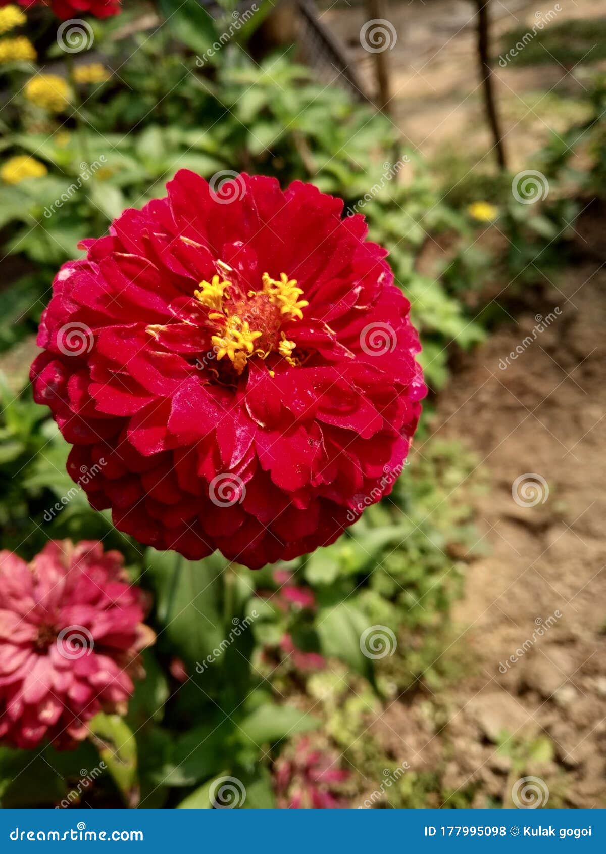 Indian Fulwar Real in Assam Biutyphul Stock Photo - Image of real ...