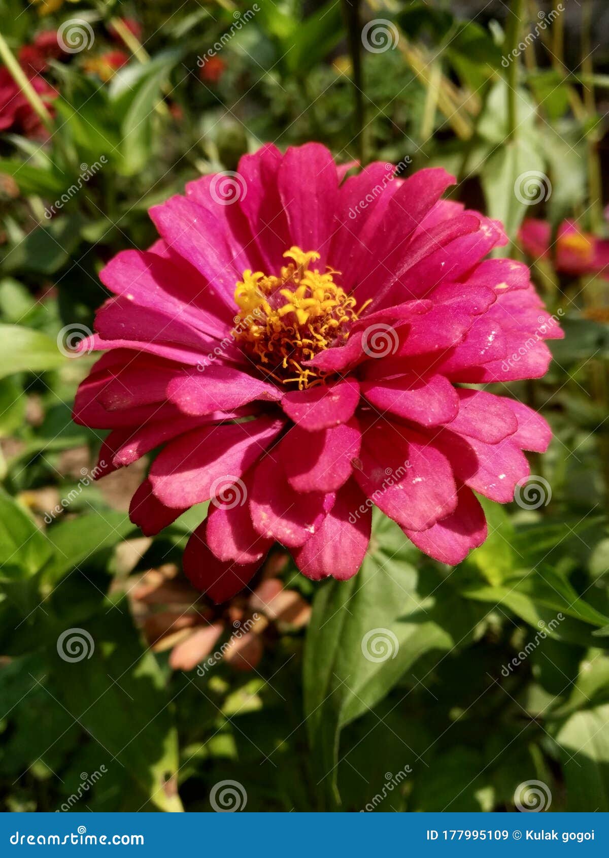 Fulwar Stock Photos - Free & Royalty-Free Stock Photos from Dreamstime