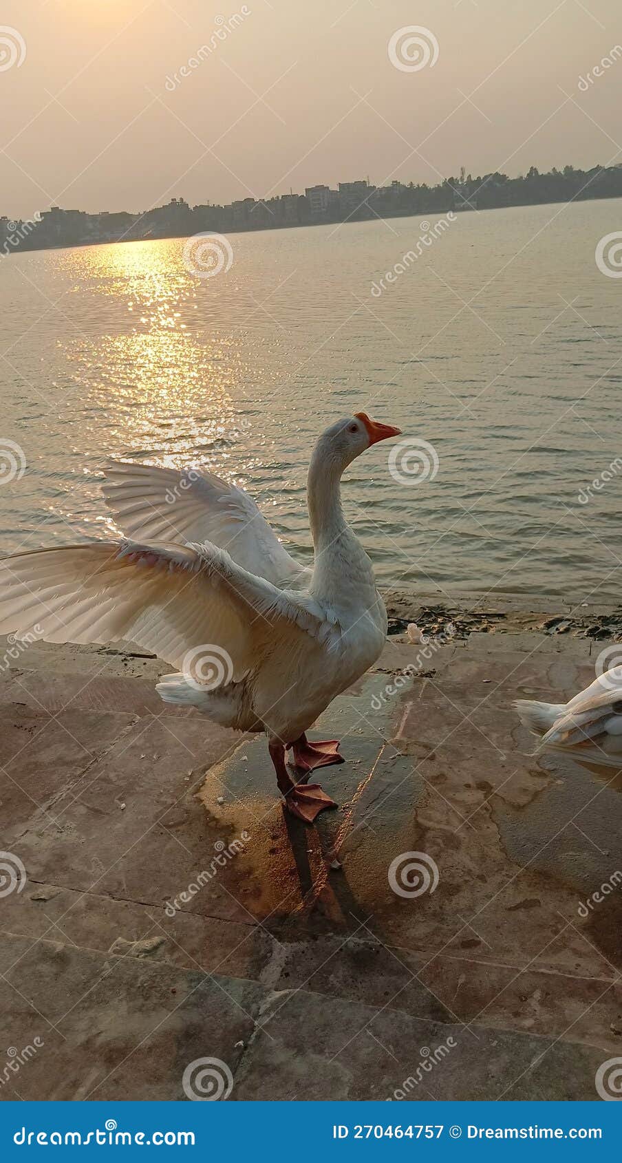 Royal Indian Gander stock image. Image of wing, duck - 270464757